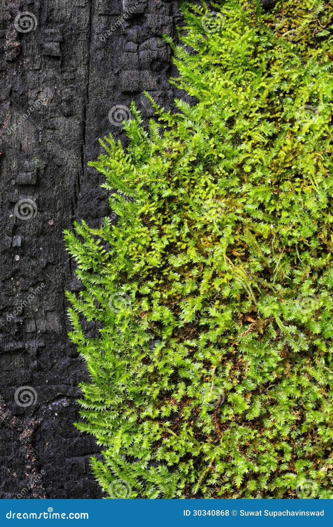 Groene Mos Op De Zwarte Plank Stock Foto - Image of levensonderhoud ...