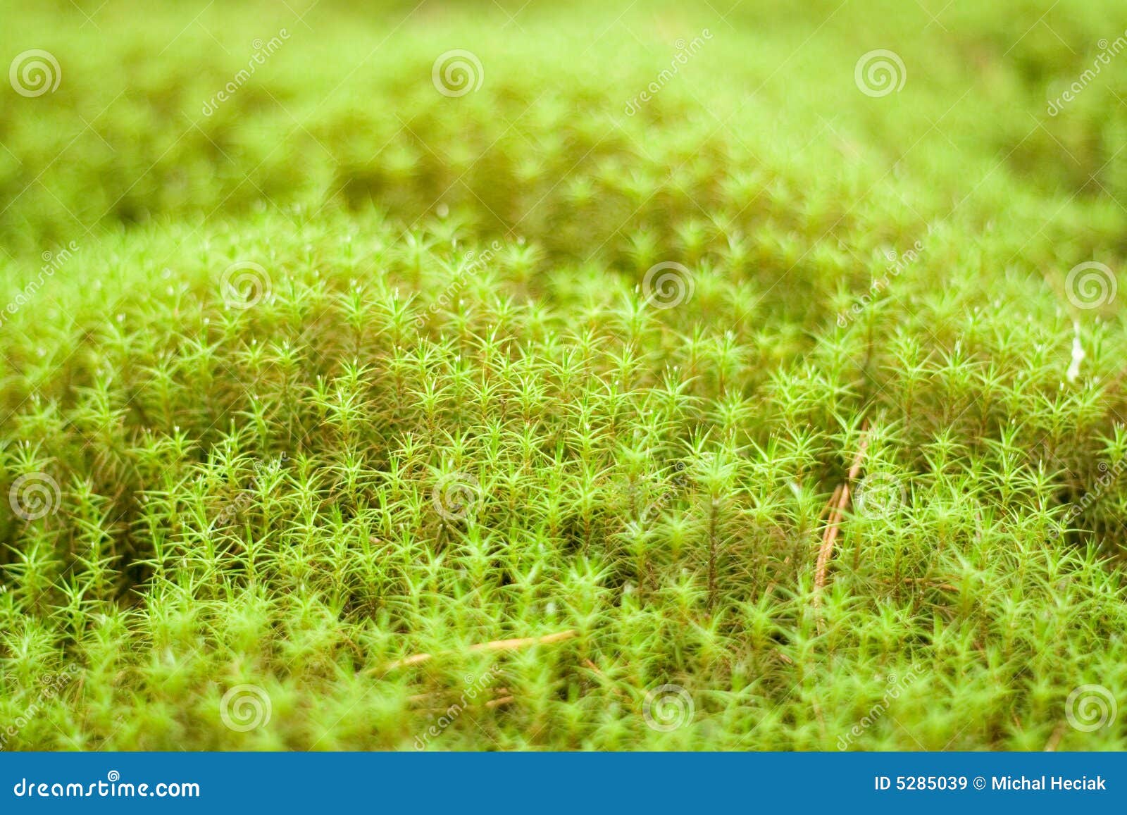 Groene mossen stock afbeelding. Image of vocht, nave, groei - 5285039