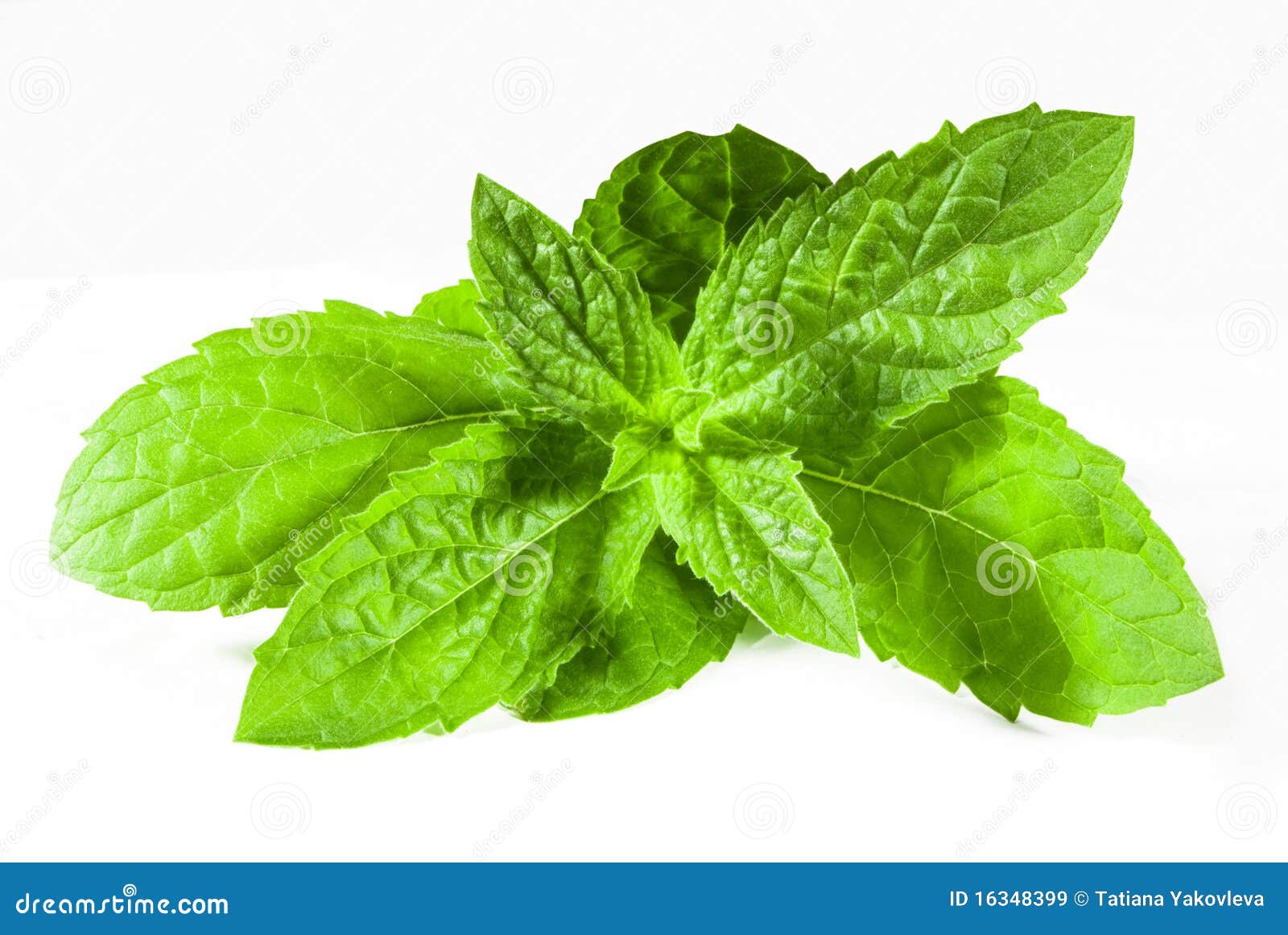 Groene munt stock afbeelding. Image of sluit, nave, gras - 16348399