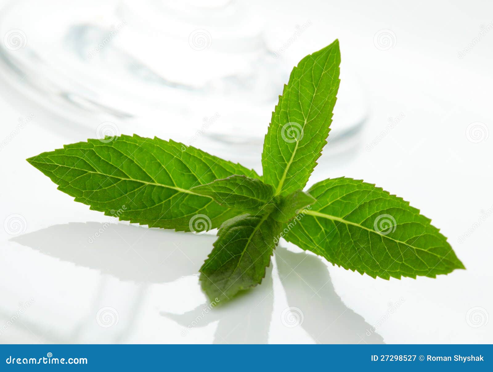 Groene munt stock afbeelding. Image of kruiden, groen - 27298527