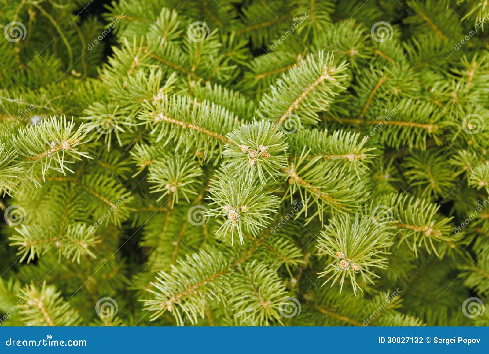 Groene Naalden Van Naaldboom Stock Foto - Image of niemand, viering ...