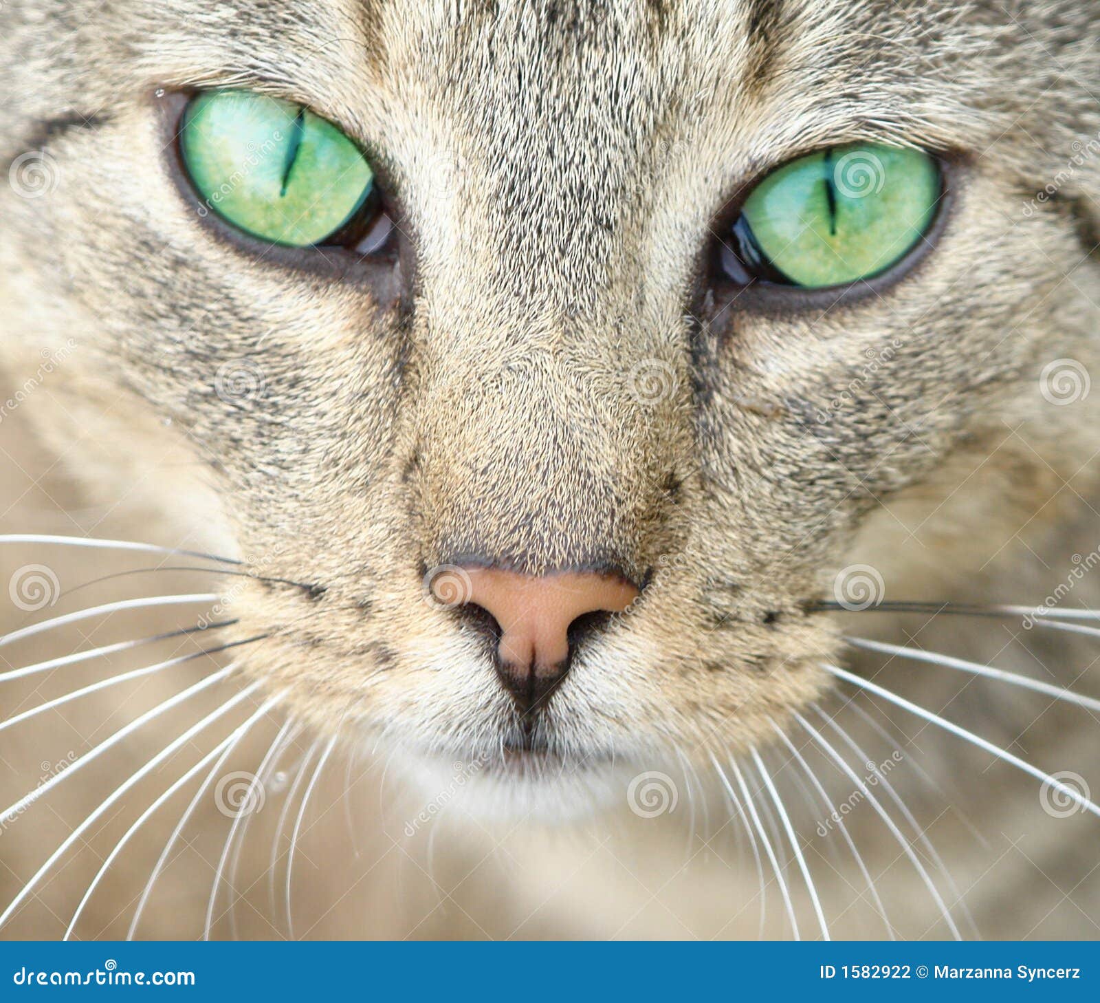 Groene ogen van een kat. stock foto. Image of uitdrukking - 1582922