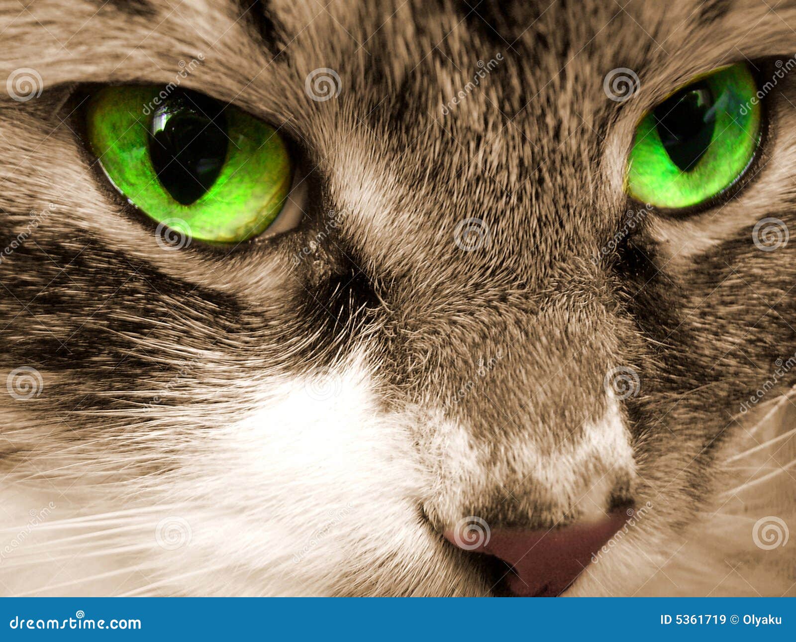 Groene ogen van een kat stock afbeelding. Image of deel - 5361719