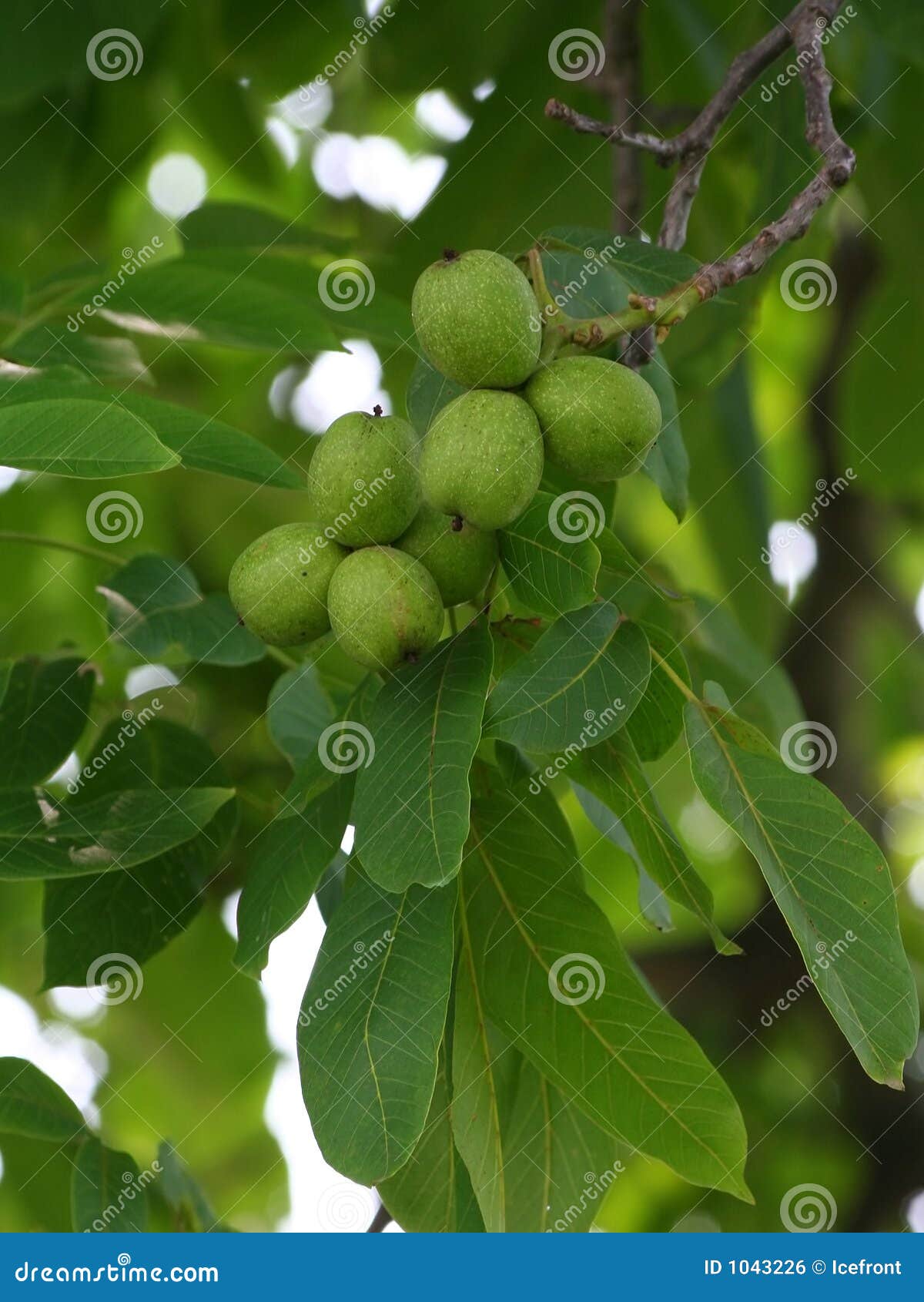 Groene okkernoot stock foto. Image of knop, zomer, sluit - 1043226