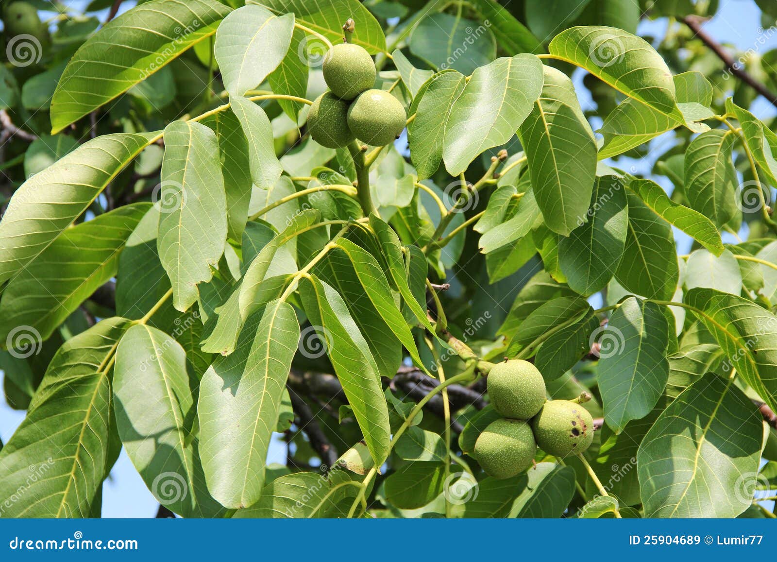 Groene okkernoot stock afbeelding. Image of eetbaar, bladeren - 25904689
