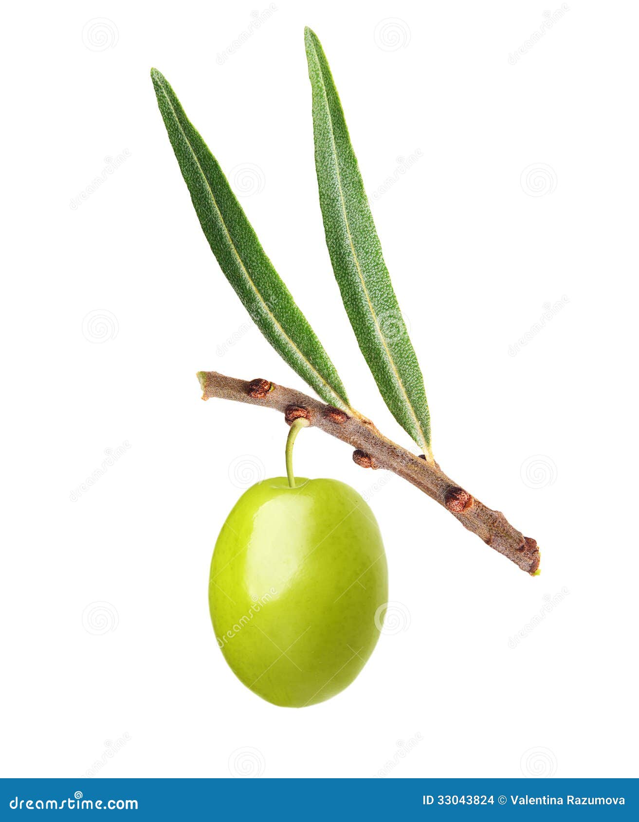 Groene olijf met bladeren stock foto. Image of groen - 33043824