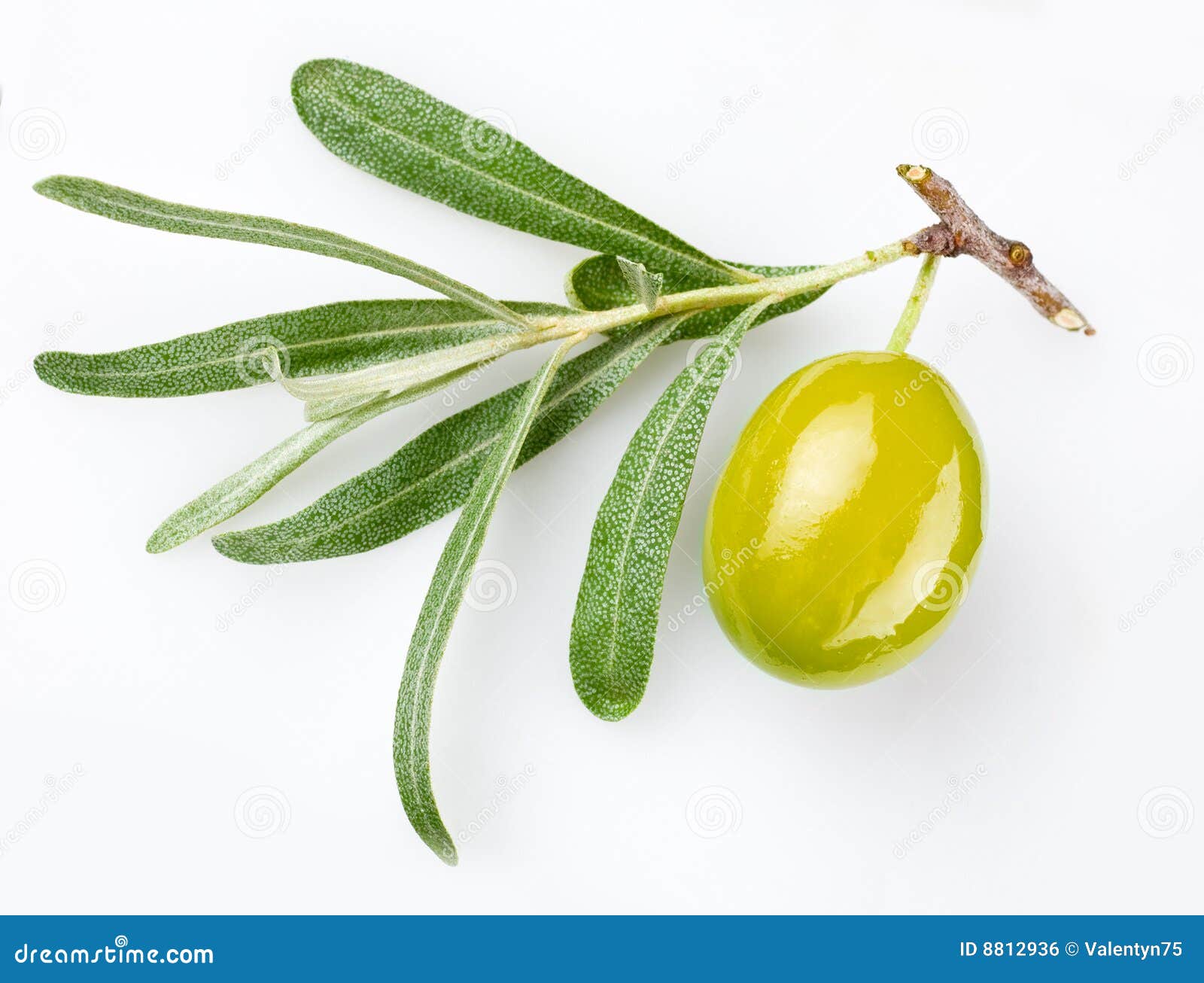 Groene olijf op tak stock foto. Image of keuken, ingrediënt - 8812936