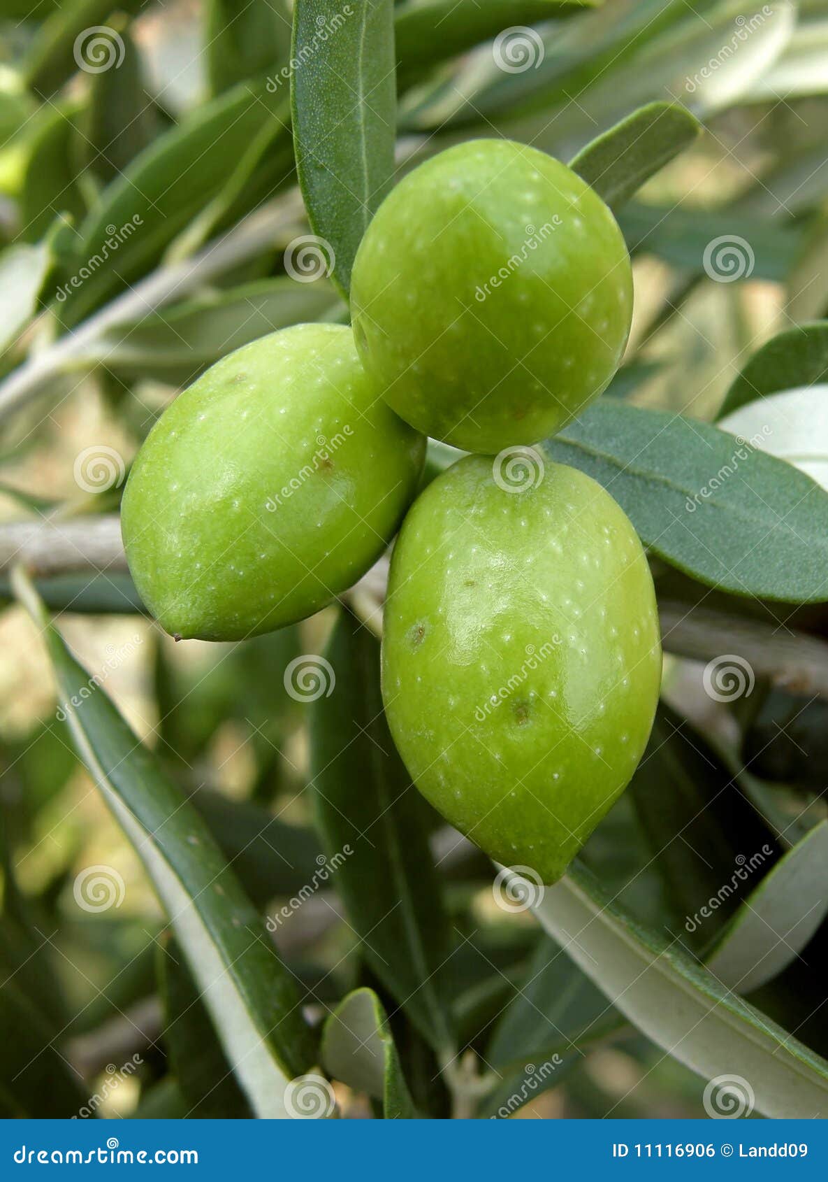 Groene olijf van Kroatië stock foto. Image of installatie - 11116906