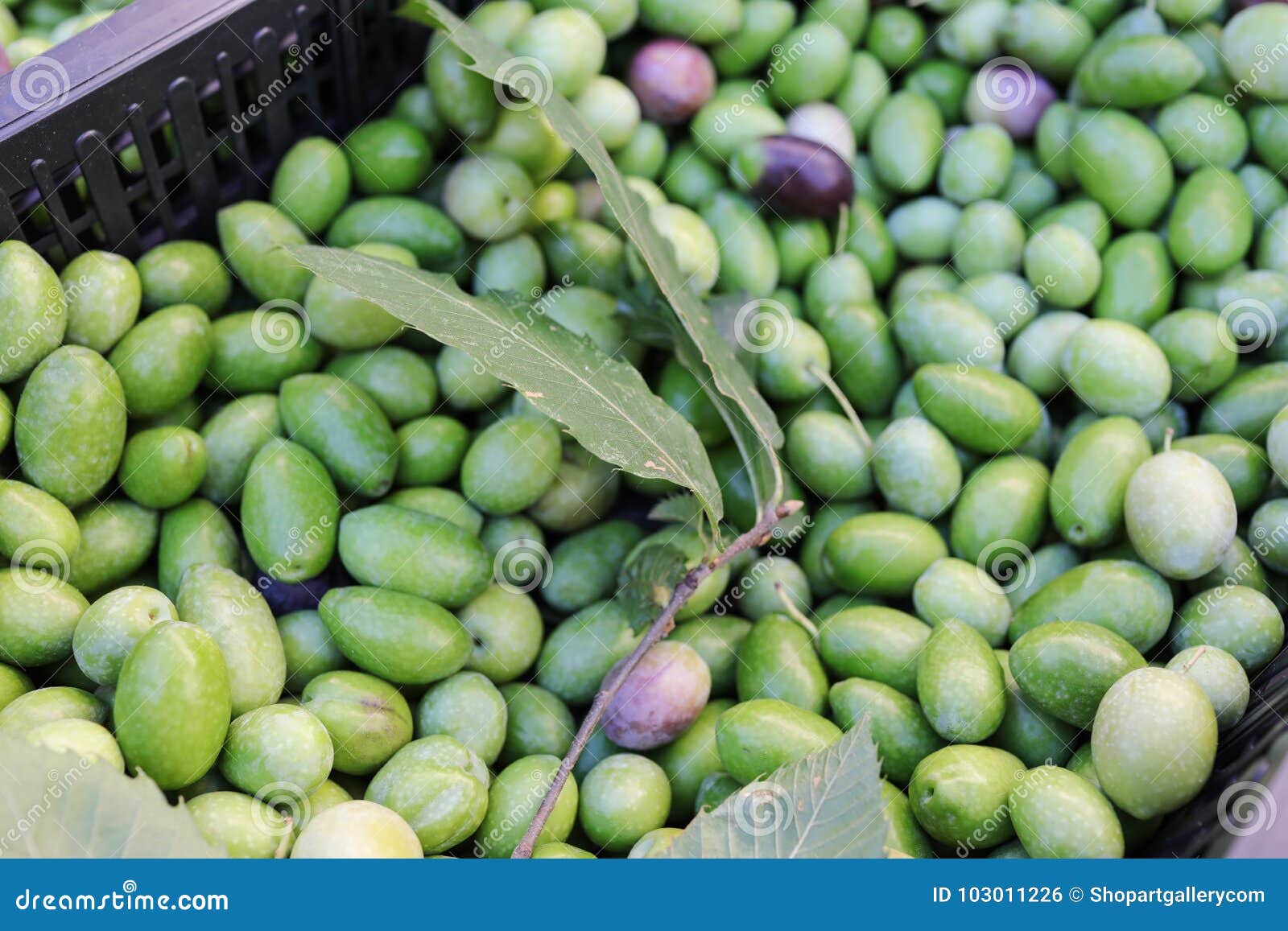 Groene olijven stock foto. Image of hierboven, tuin - 103011226