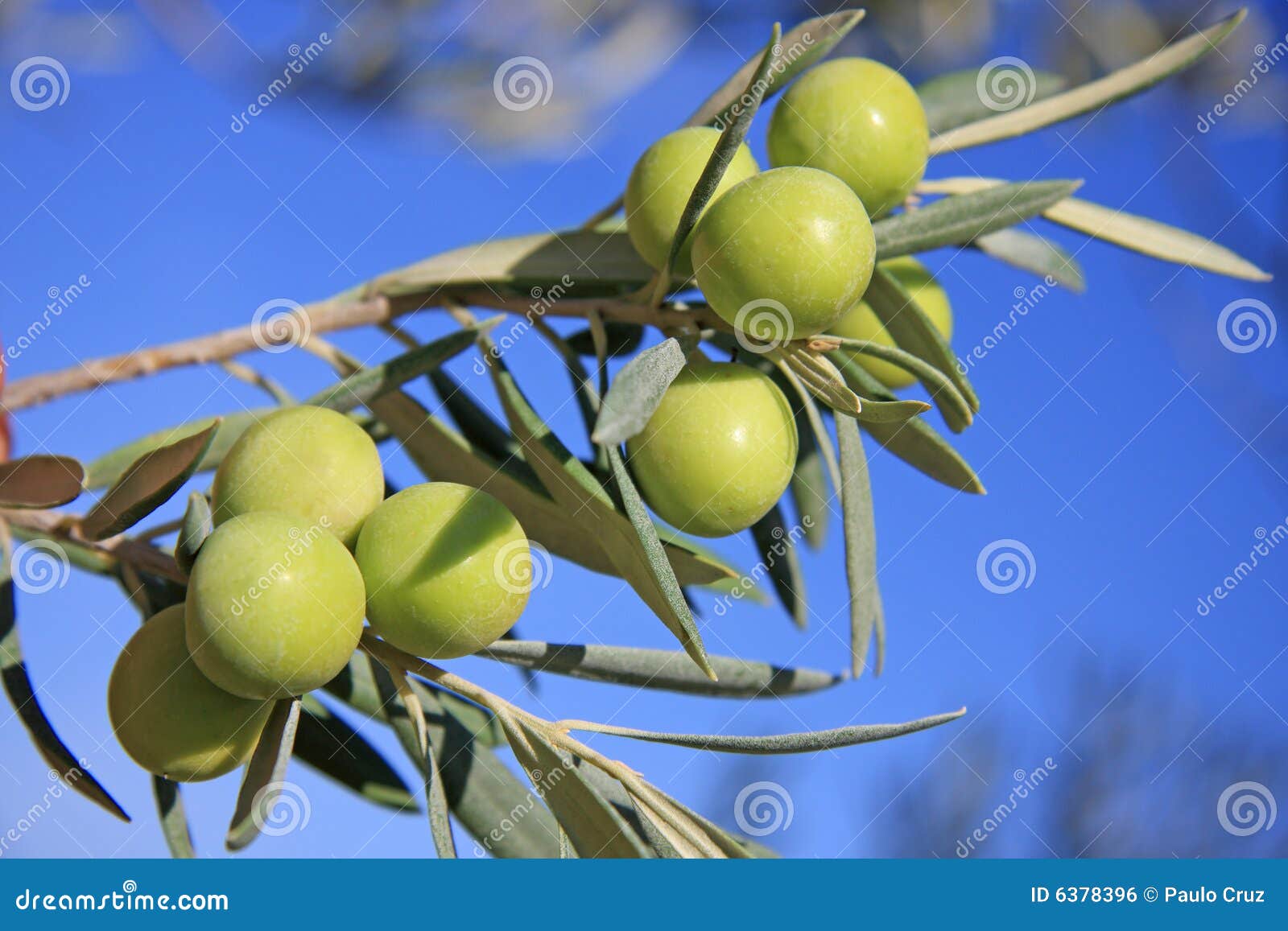 Groene Olijven stock foto. Image of macro, oogst, vers - 6378396