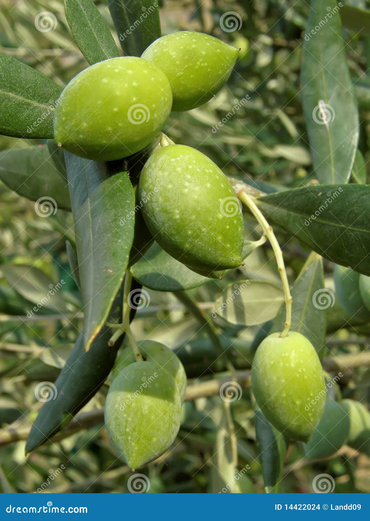 Groene olijven op de tak stock foto. Image of voedsel - 14422024