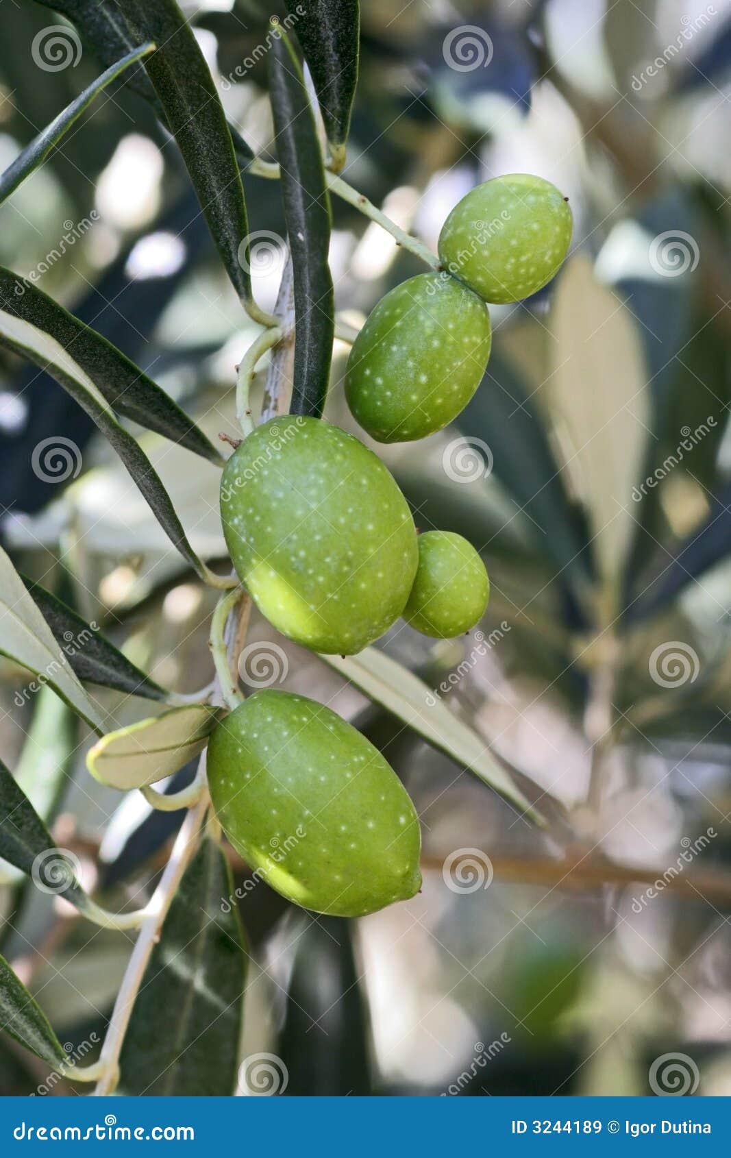 Groene olijven op een boom stock afbeelding. Image of ingrediënt - 3244189