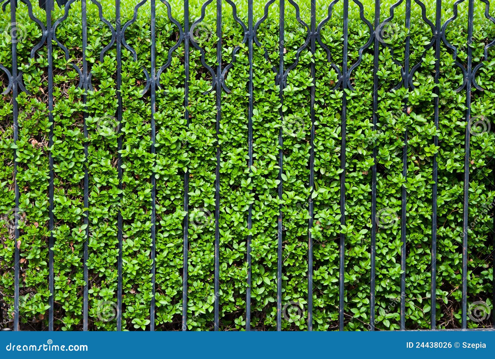 Groene omheining stock foto. Image of klassiek, staal - 24438026