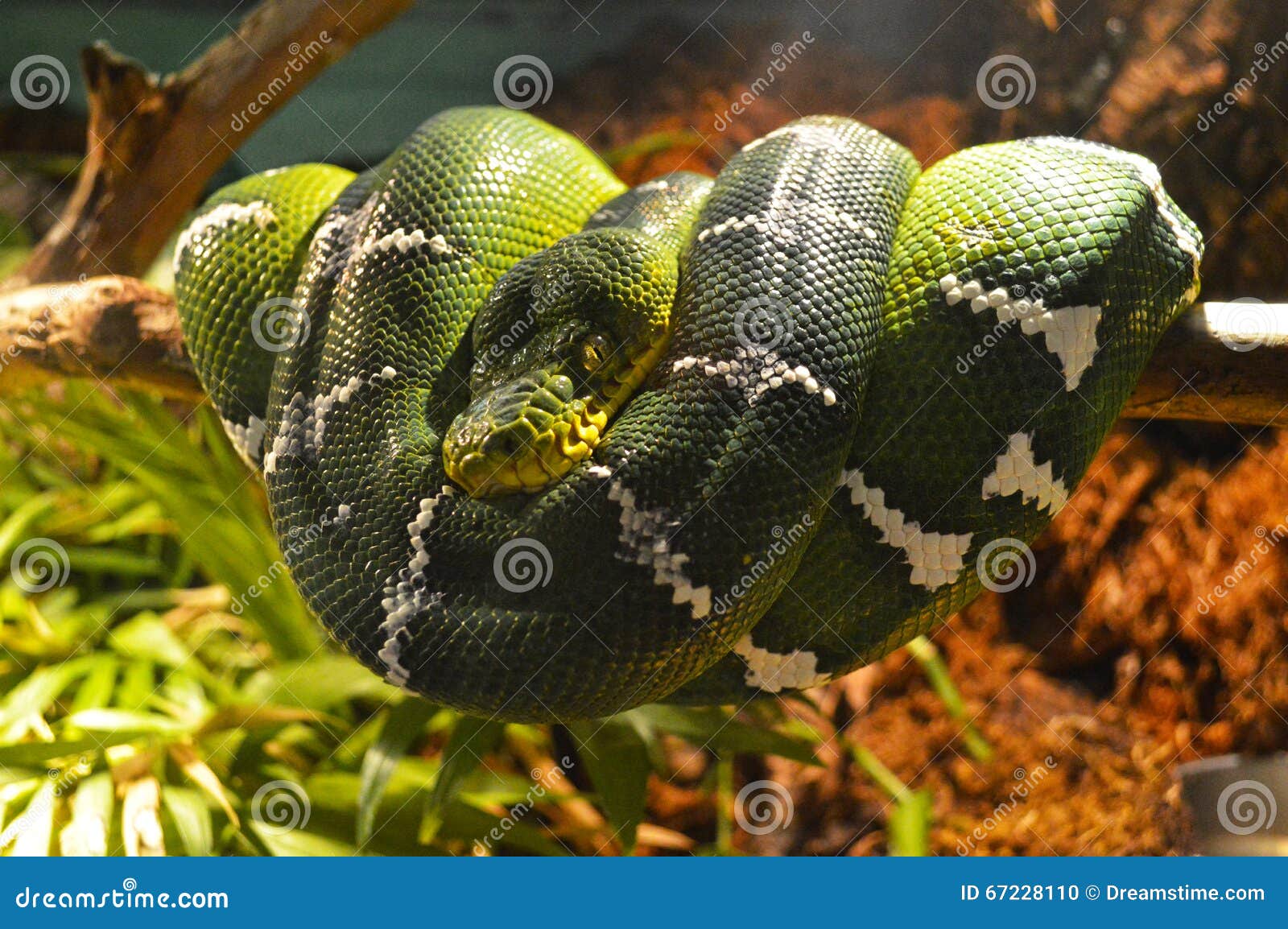 Groene Omhoog Verpakte Boomboa Stock Foto - Image of constrictor ...