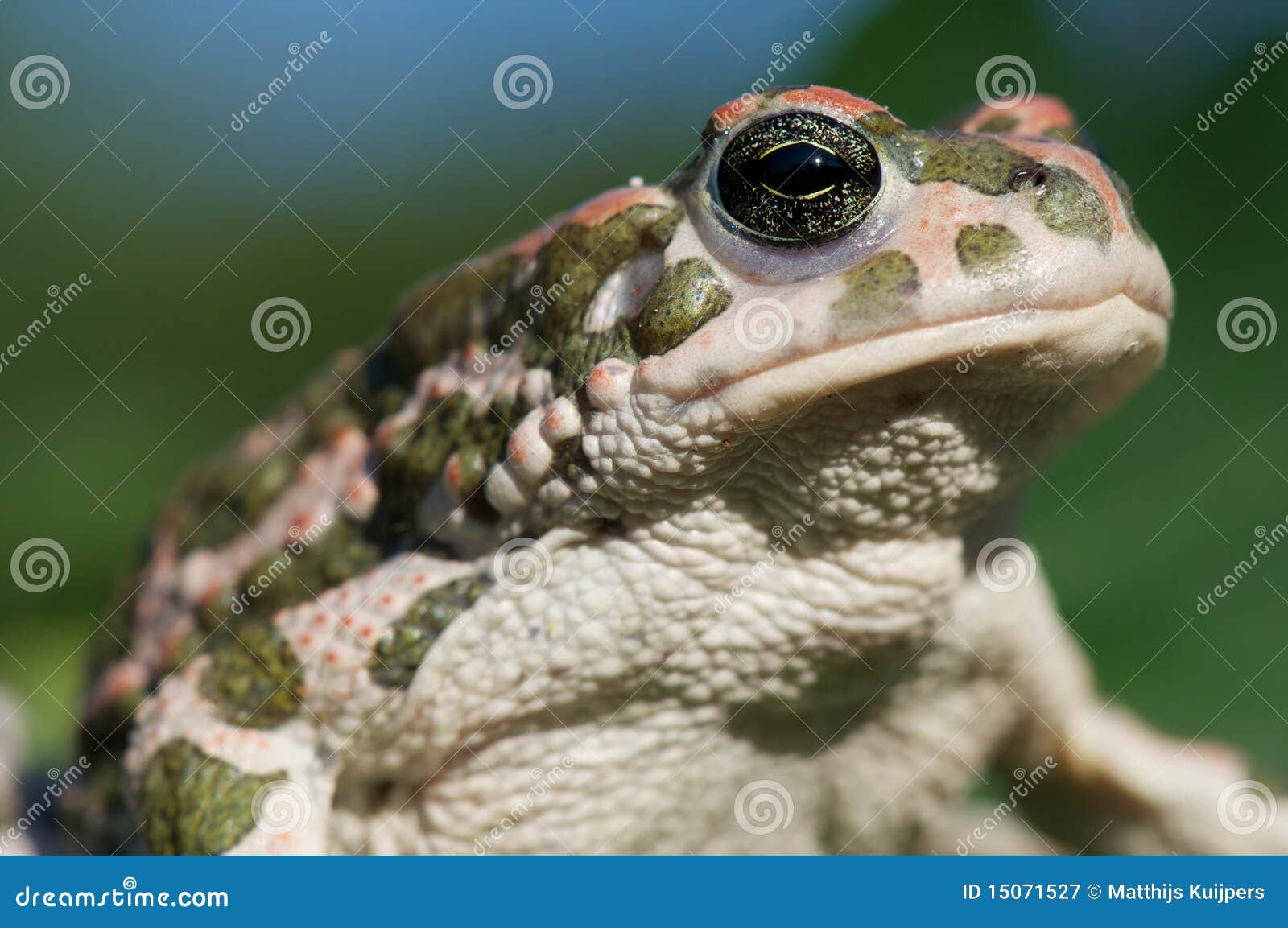 Groene pad stock afbeelding. Image of steppen, nachtelijk - 15071527