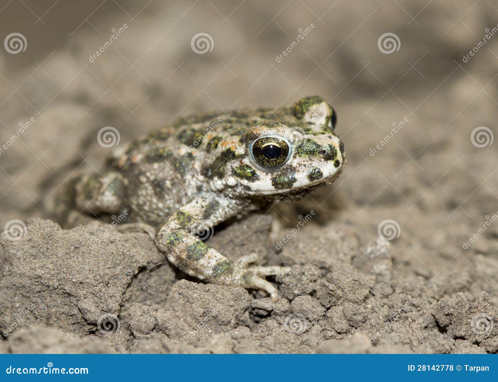 Groene Pad Op De Bruine Aarde. Stock Foto - Image of sprong, kruipen ...