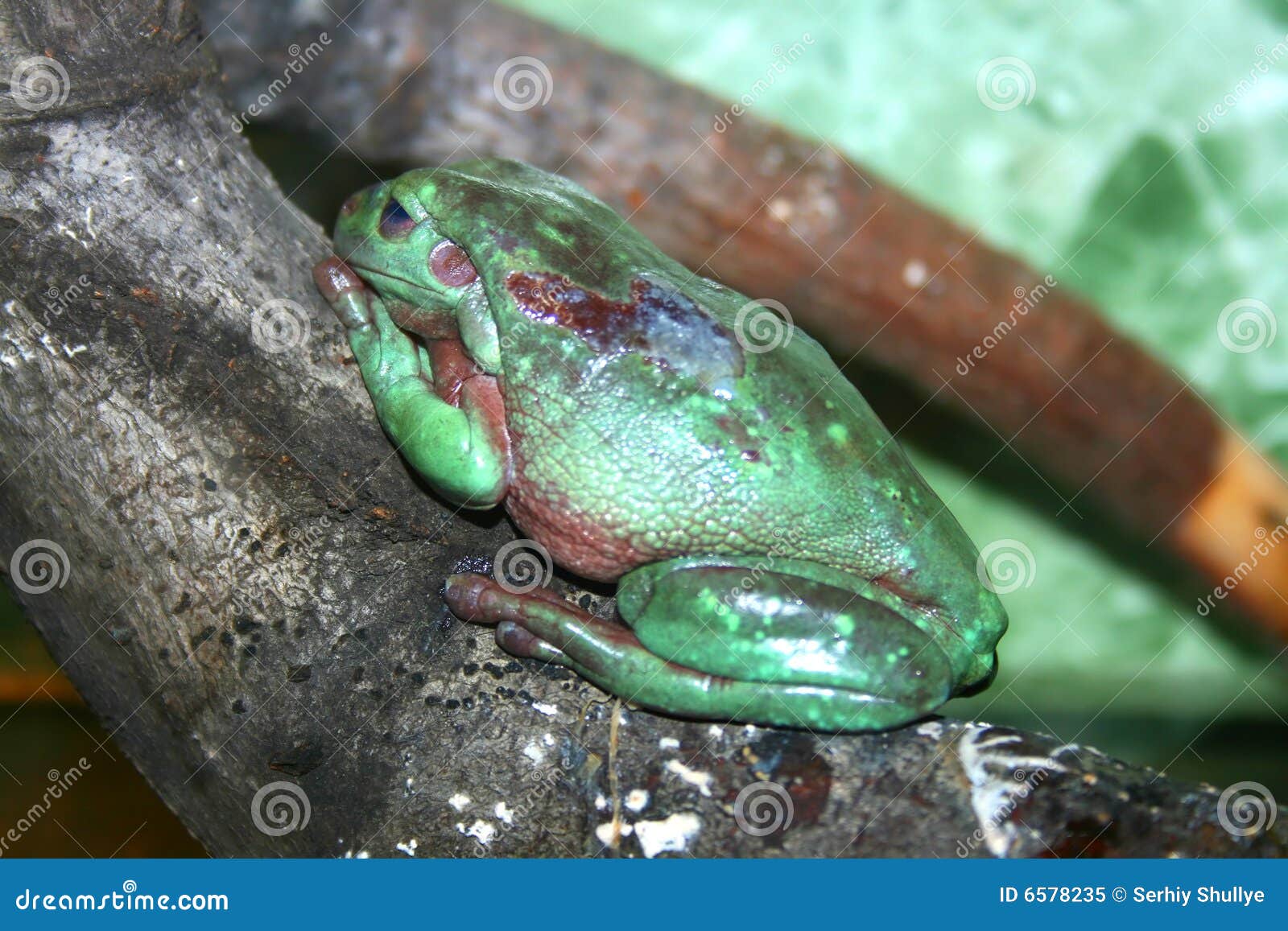 Groene pad op een boom stock afbeelding. Image of vroedvrouw - 6578235