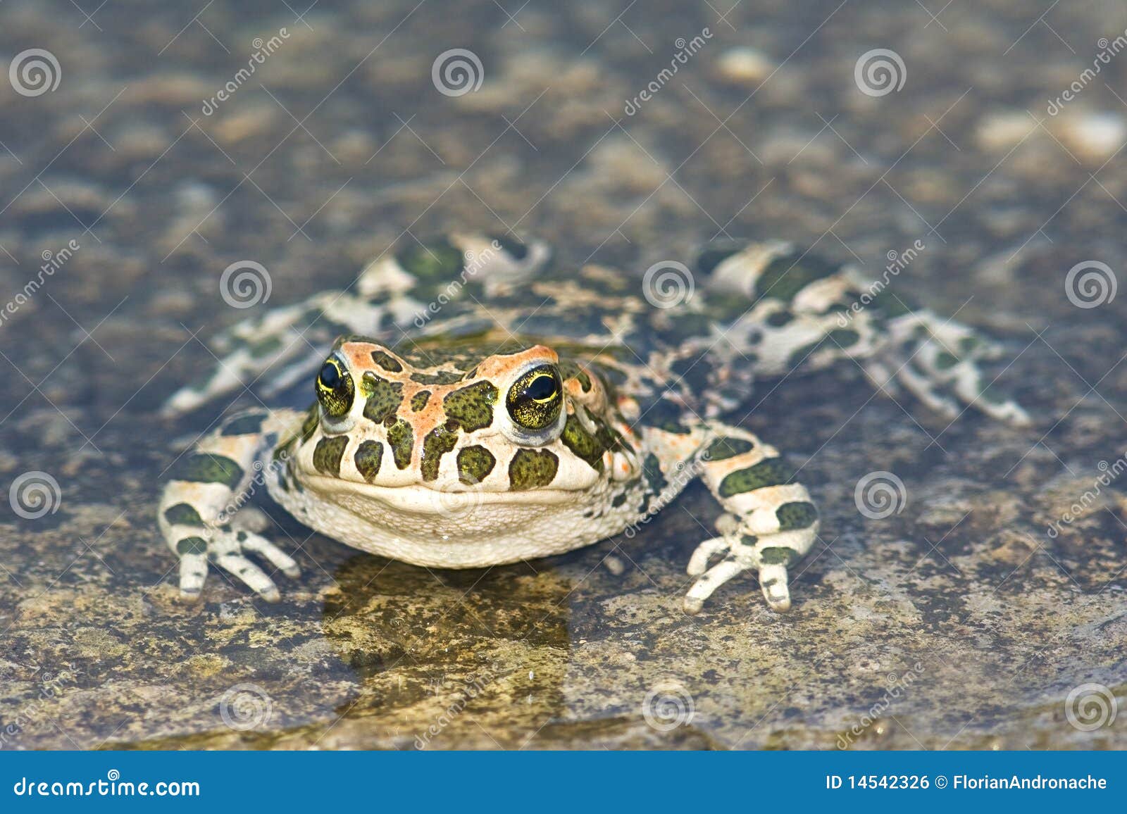 Groene pad (viridis Bufo) stock foto. Image of milieu - 14542326