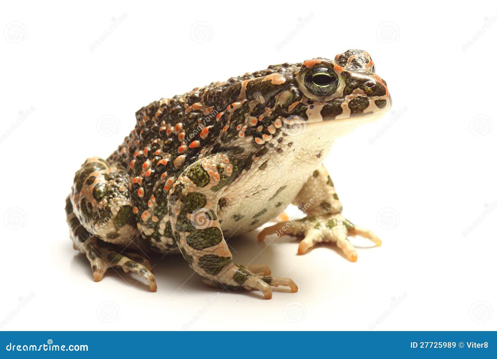 Groene Pad (viridis Bufo) Over Wit Stock Afbeelding - Image of soorten ...