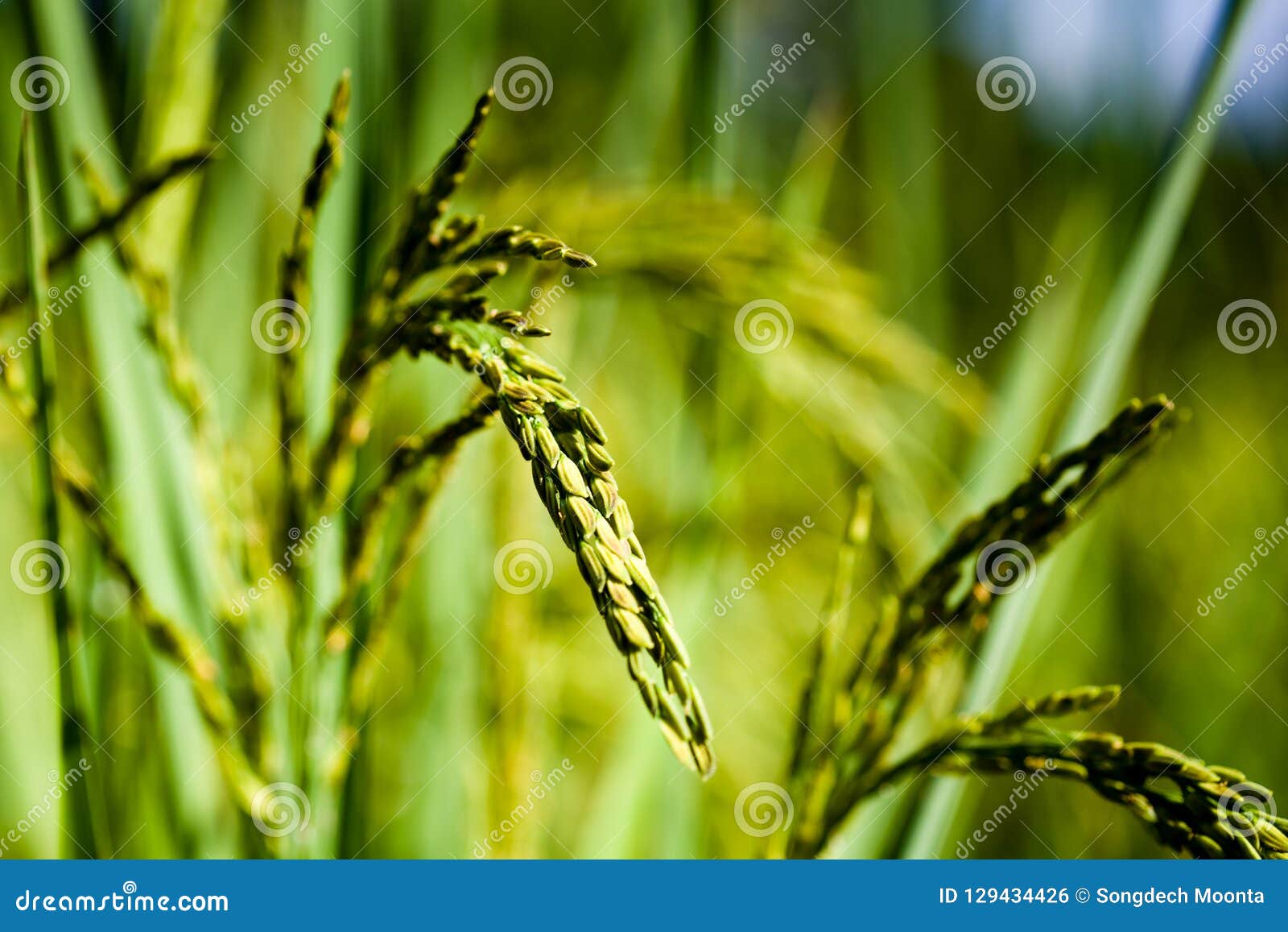 Groene Padie in Padievelden Stock Foto - Image of gebieden, zomer ...