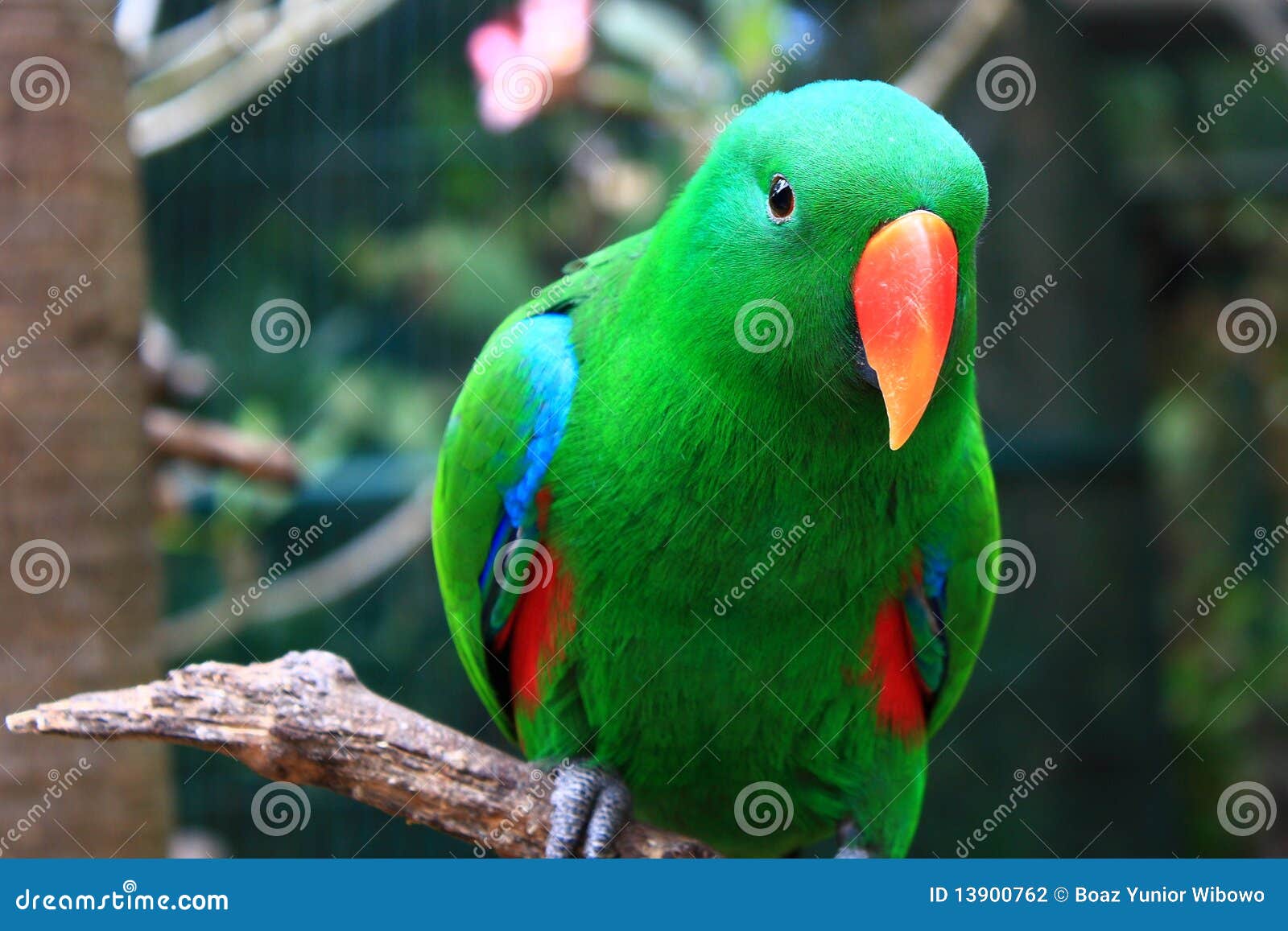 Groene Papegaai stock foto. Afbeelding bestaande uit gras - 13900762