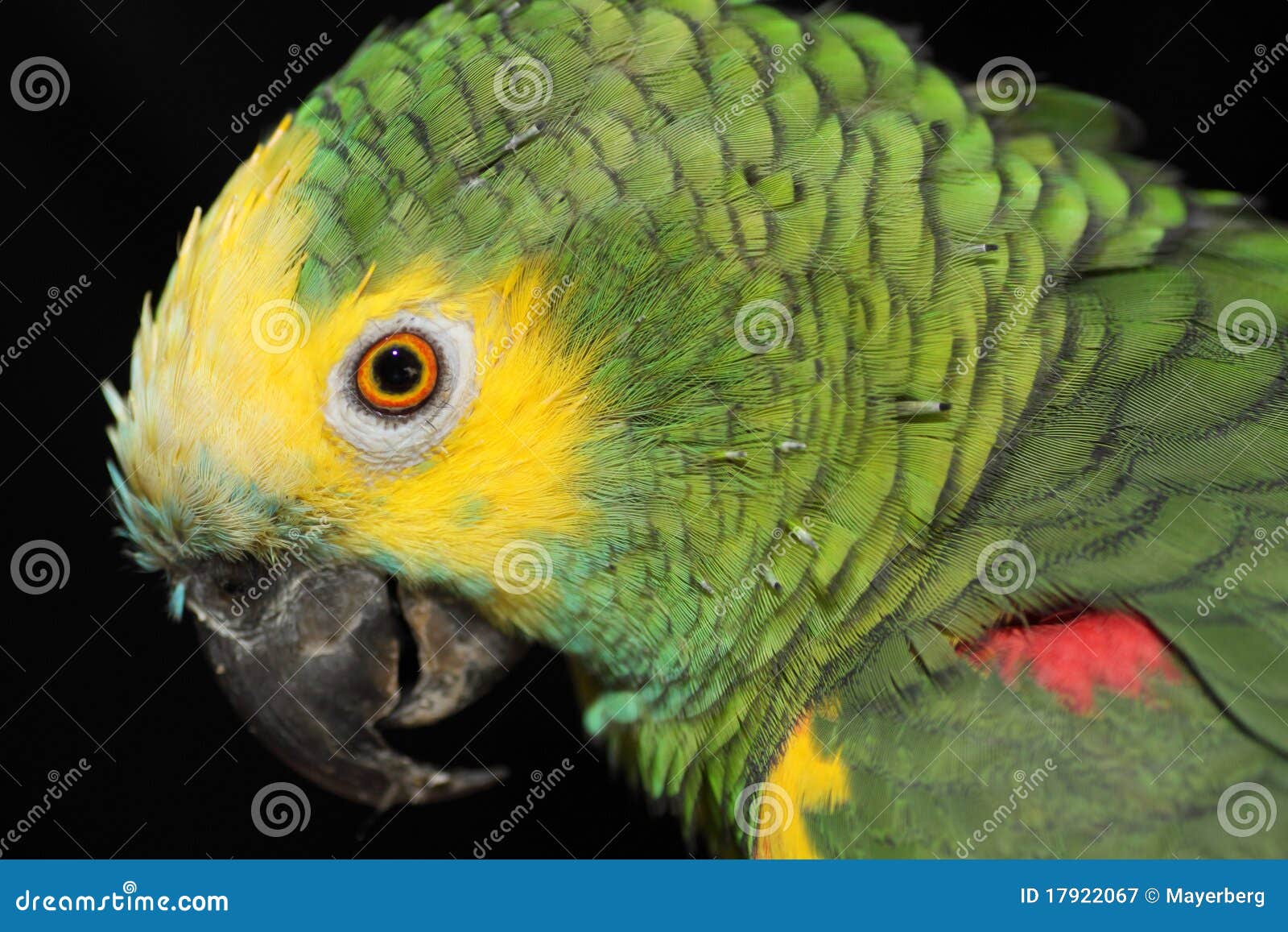 Groene papegaai stock afbeelding. Image of huisdier, nave - 17922067