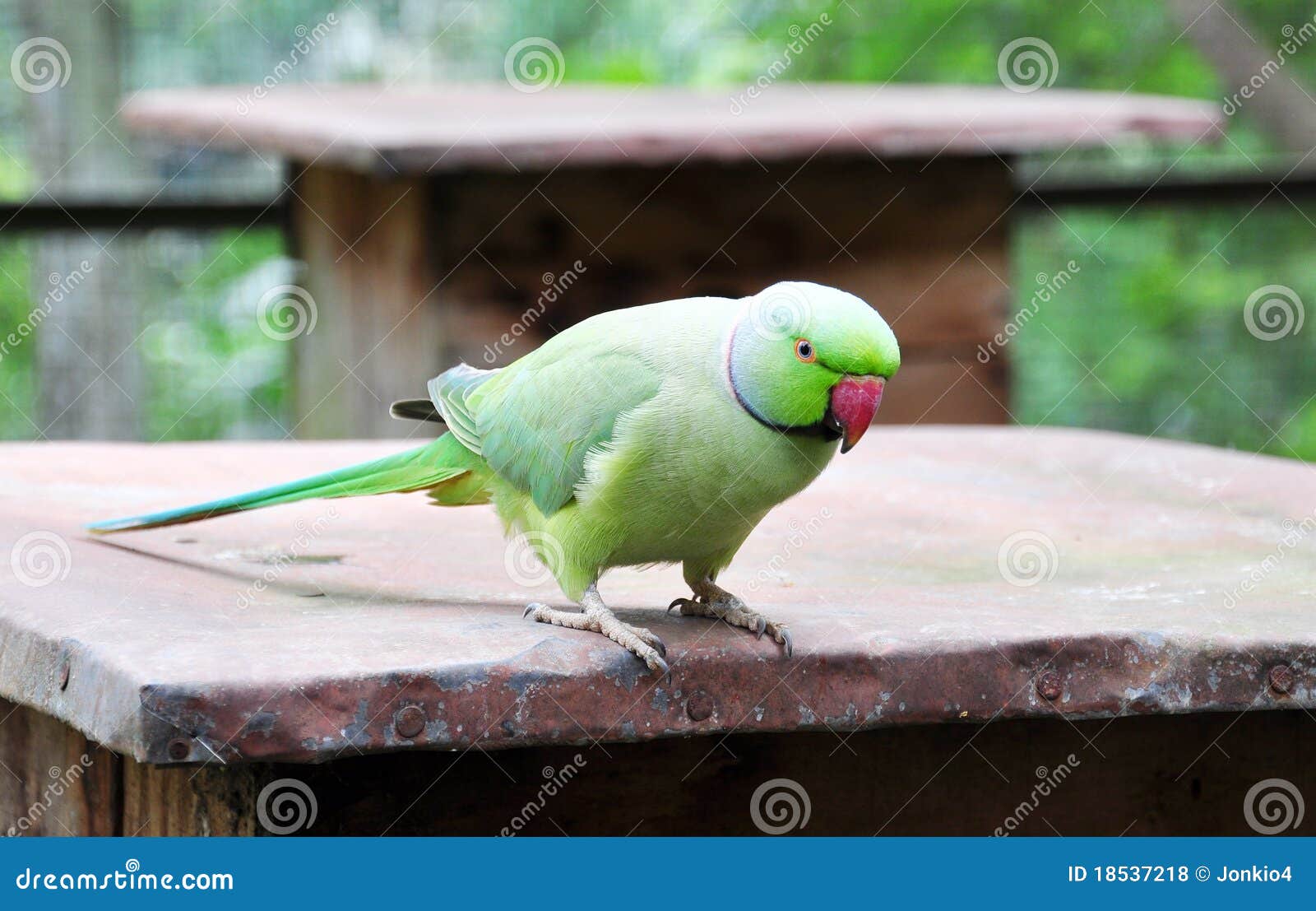 Groene parkiet stock foto. Image of groen, nodig, houten - 18537218