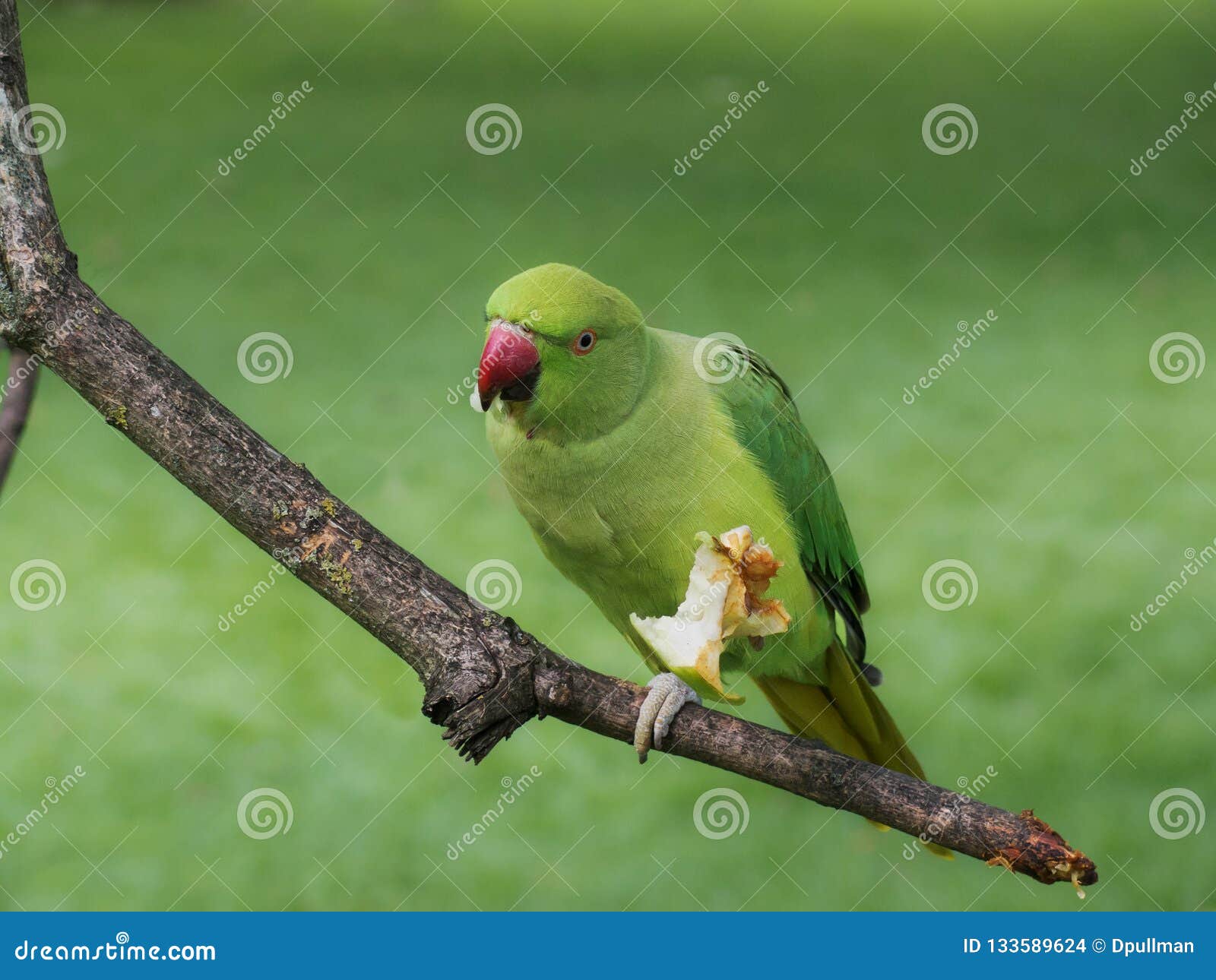 Groene Parkiet Die Een Appel Eten Stock Foto - Image of voet, dieren ...