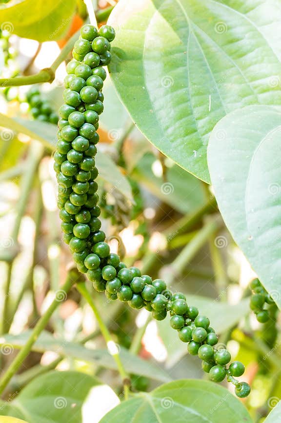Groene peper op boom stock afbeelding. Image of angiospermen - 38037541