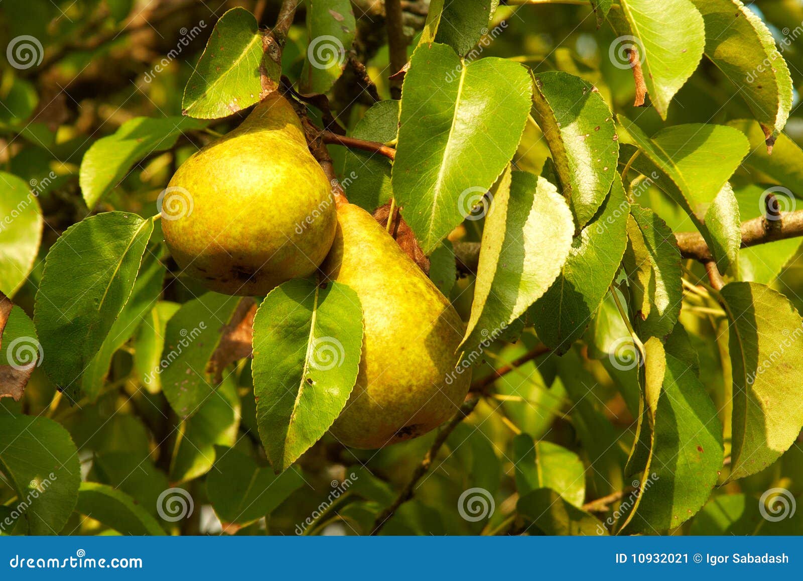 Groene peren op een boom stock afbeelding. Image of gebladerte - 10932021