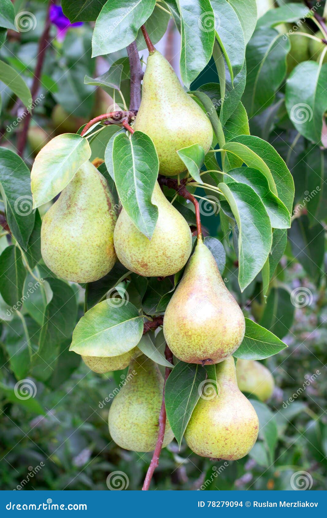 Groene peren op een tak stock foto. Image of blad, kleur - 78279094