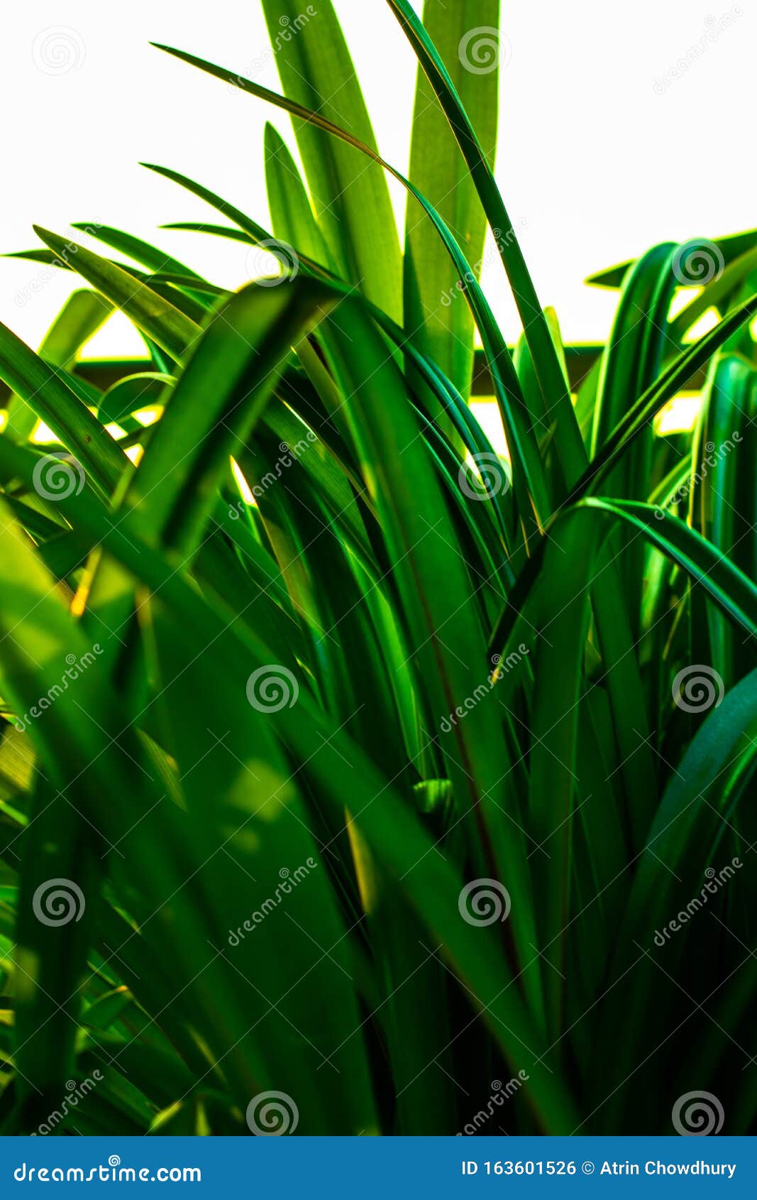 Groene plant in de natuur stock foto. Image of installatie - 163601526