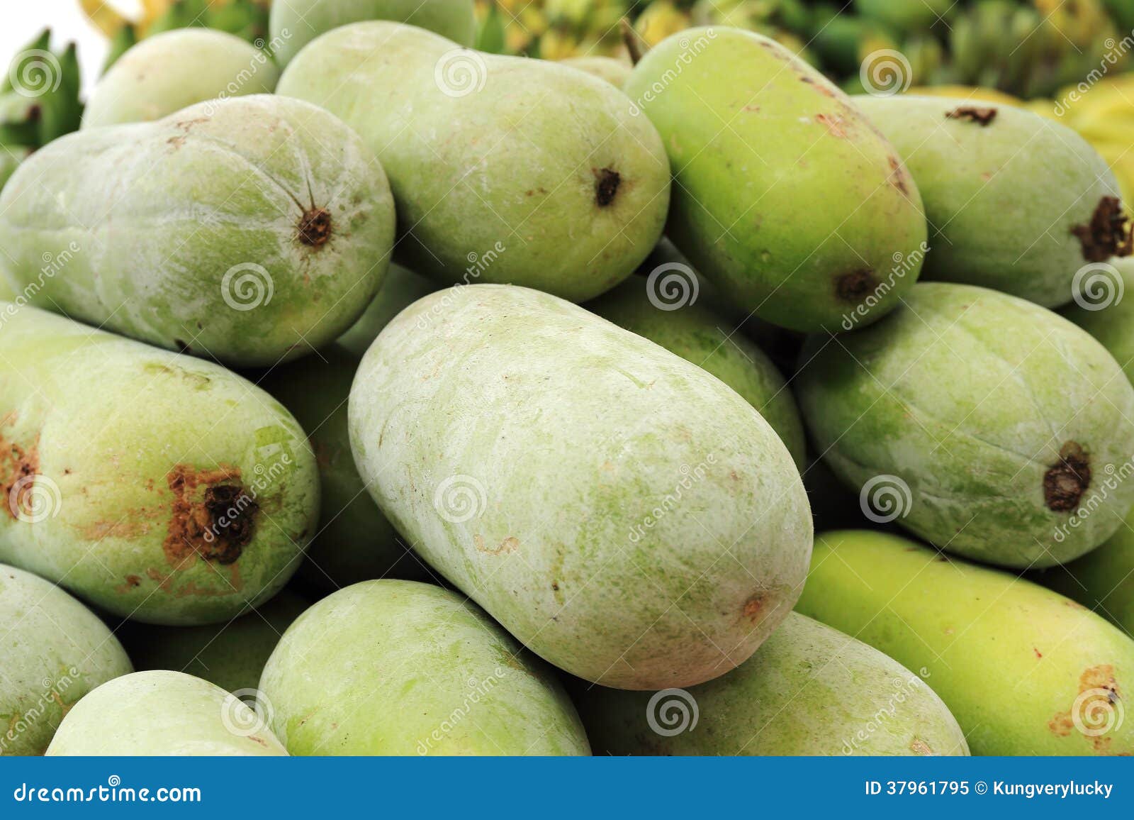 Groene pompoen stock afbeelding. Image of groen, plantaardig - 37961795