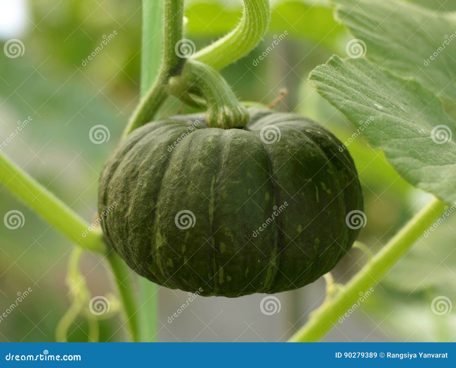 Groene Pompoen stock afbeelding. Image of klein, droog - 90279389