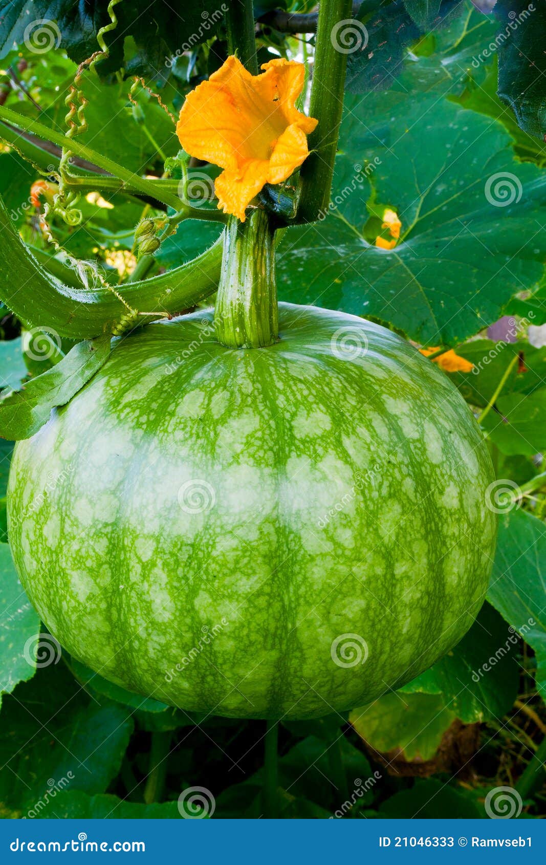 Groene Pompoen Op Plantaardig Flard Stock Afbeelding - Image of niemand ...