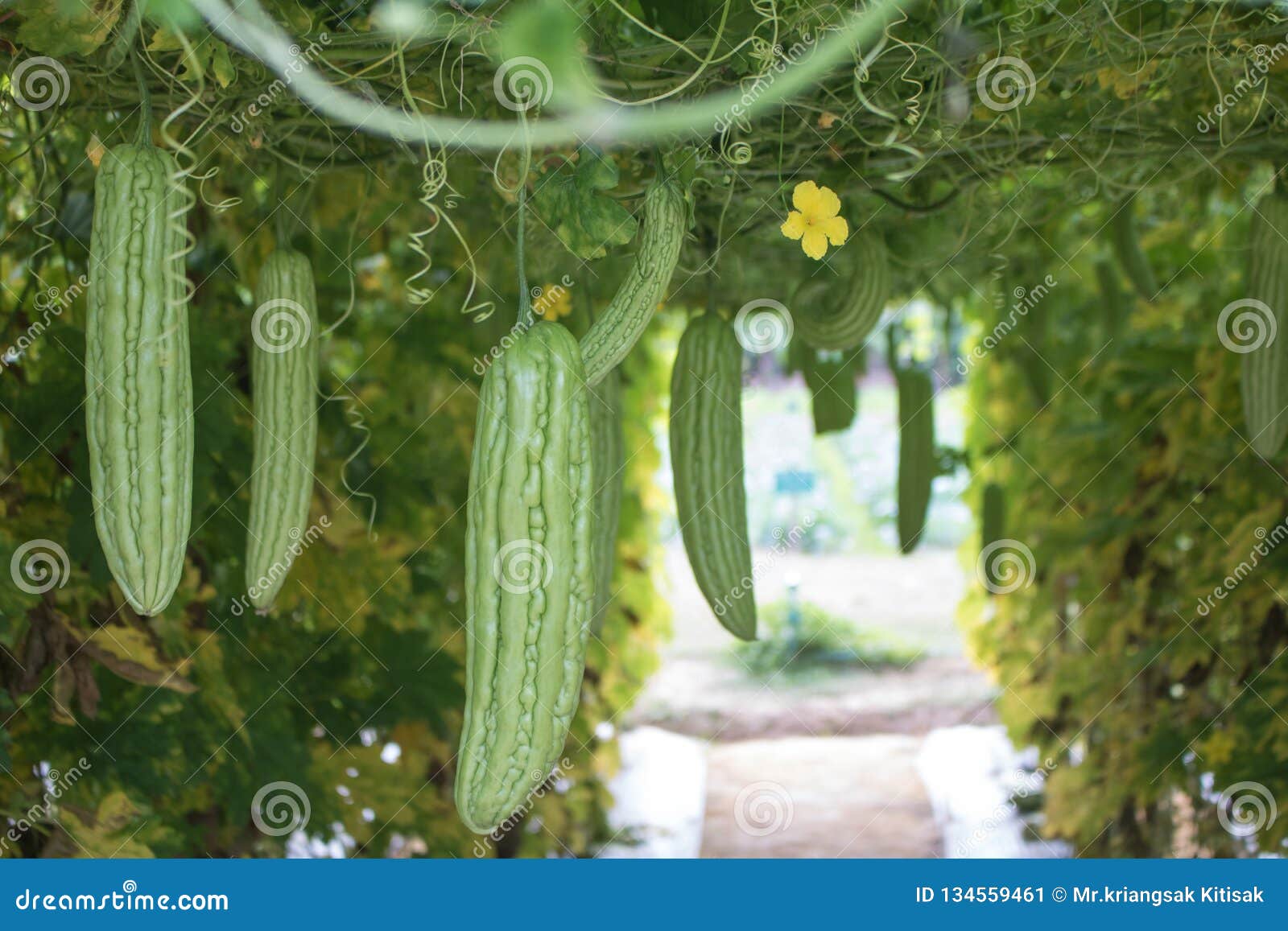 Groene Pompoen in Tuin Klaar Te Oogsten Stock Afbeelding - Image of ...