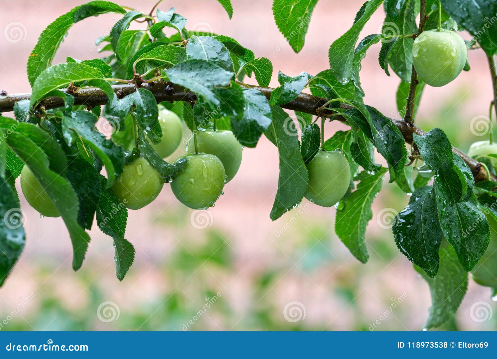 Groene Pruim in De Regen Met Selectieve Nadruk Stock Foto - Image of ...