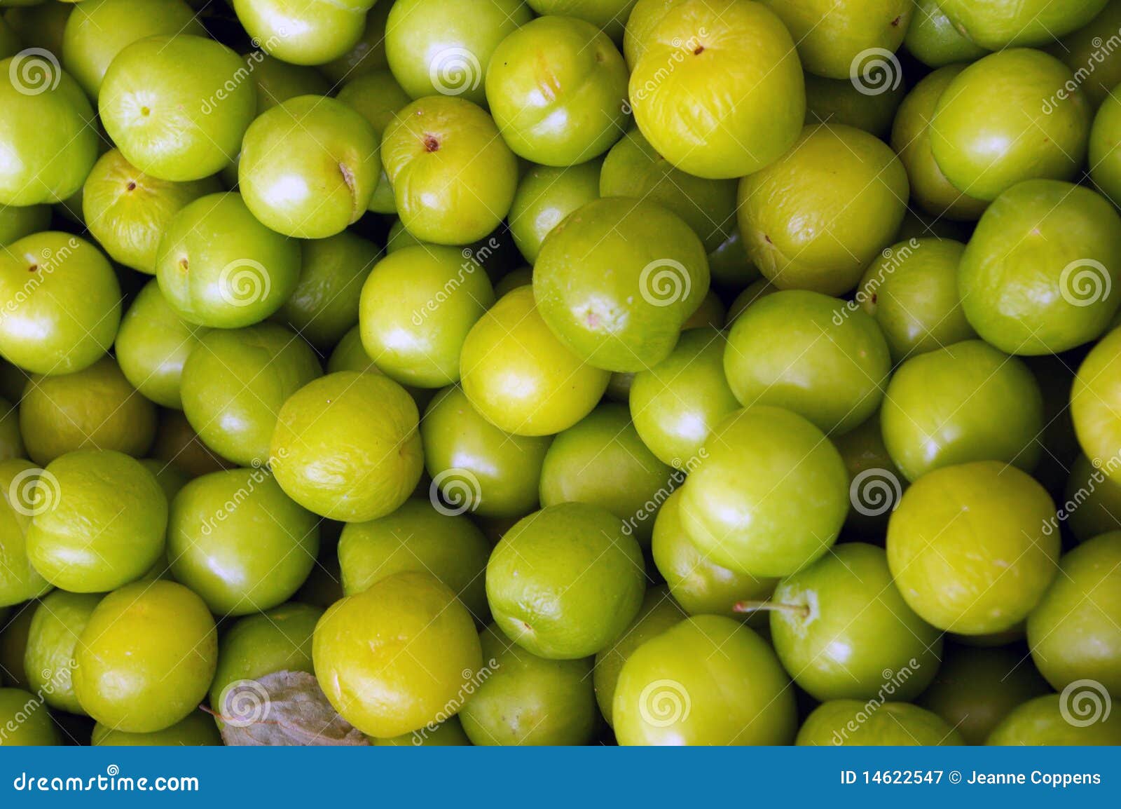 Groene pruimen. stock afbeelding. Image of vers, pruimen - 14622547