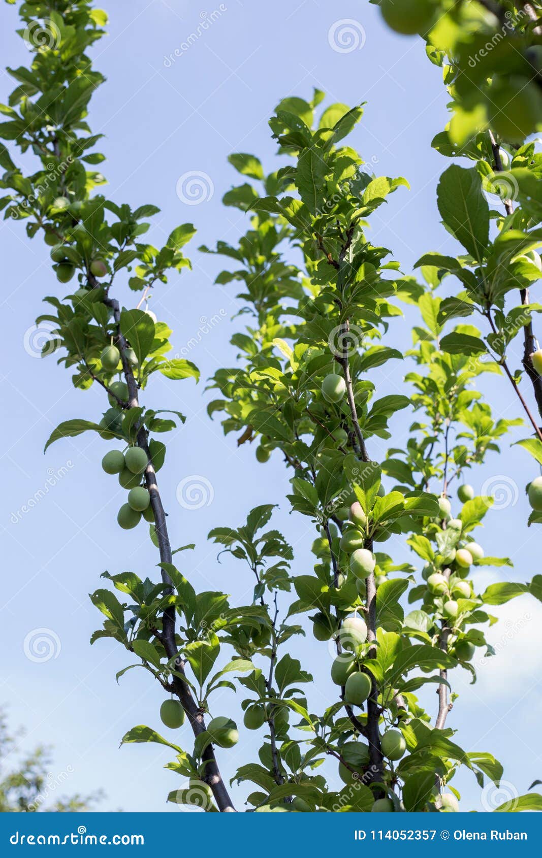 Groene pruimen op boom stock afbeelding. Image of gezondheid - 114052357