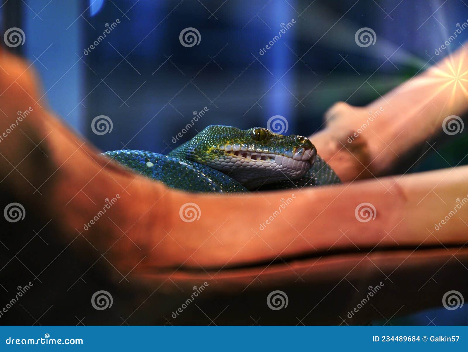 Groene Python of Boom Python Lati. Morelia Viridis Stock Foto - Image ...