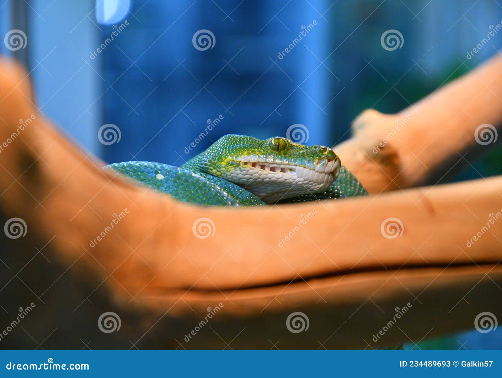 Groene Python of Boom Python Lati. Morelia Viridis Stock Afbeelding - Image of kleur, glijden ...