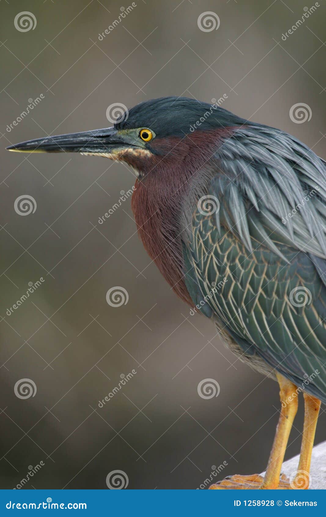 Groene reiger stock foto. Image of parken, groen, dieren - 1258928