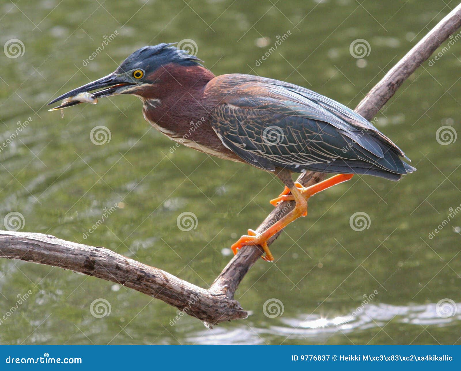 Groene Reiger stock afbeelding. Image of snack, prooi - 9776837
