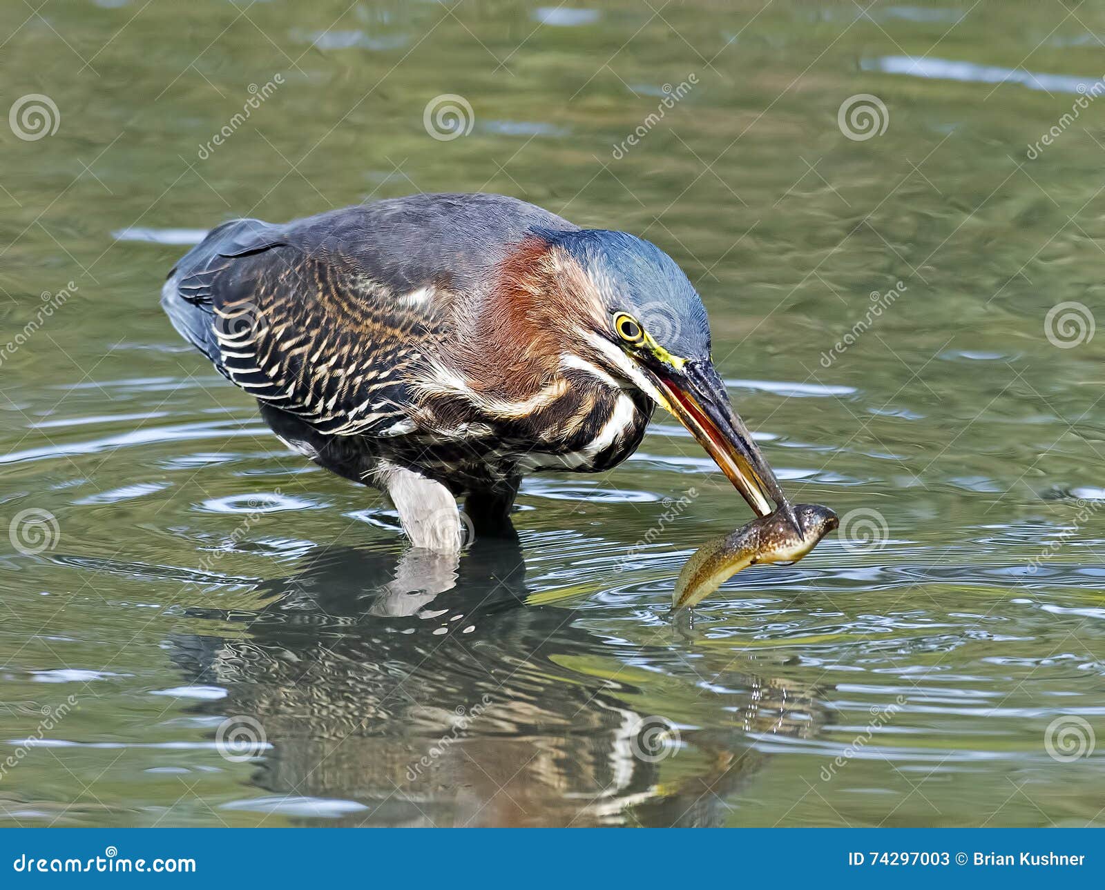 Groene Reiger Met Kikkervisje Stock Afbeelding - Image of status, nave ...
