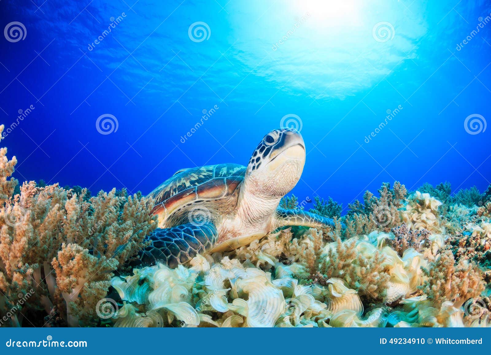 Groene Schildpad Op Een Donker Koraalrif Stock Foto - Image of milieu ...