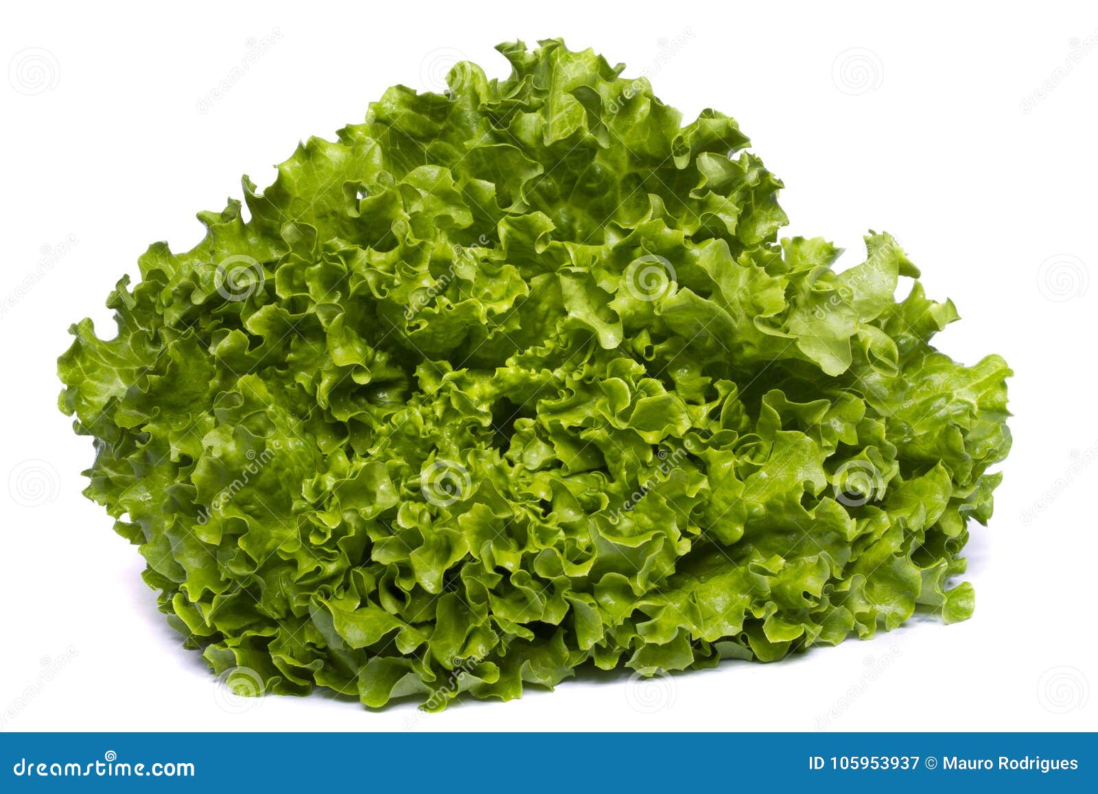 Groene sla stock afbeelding. Image of groen, naughty - 105953937