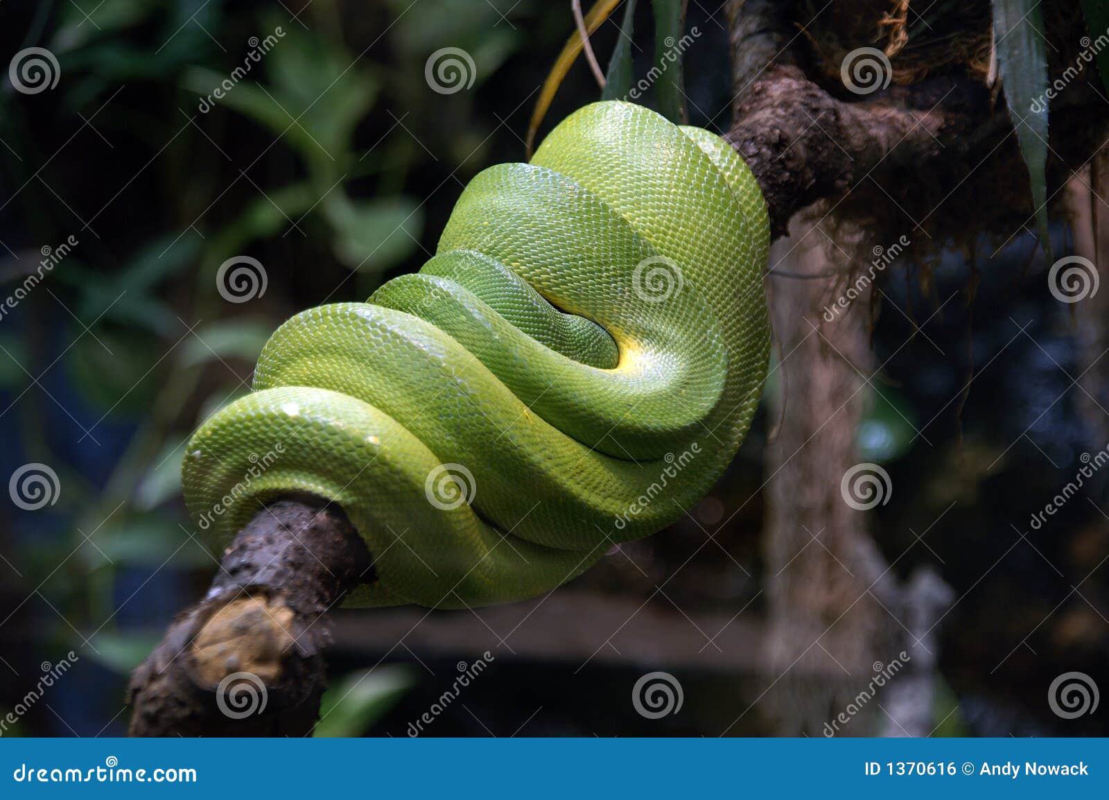 Groene slang 1 stock foto. Image of huisdier, naughty - 1370616