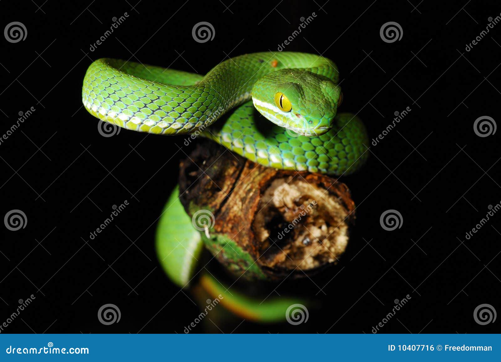 GROENE SLANG stock foto. Image of hoektanden, verdedigings - 10407716