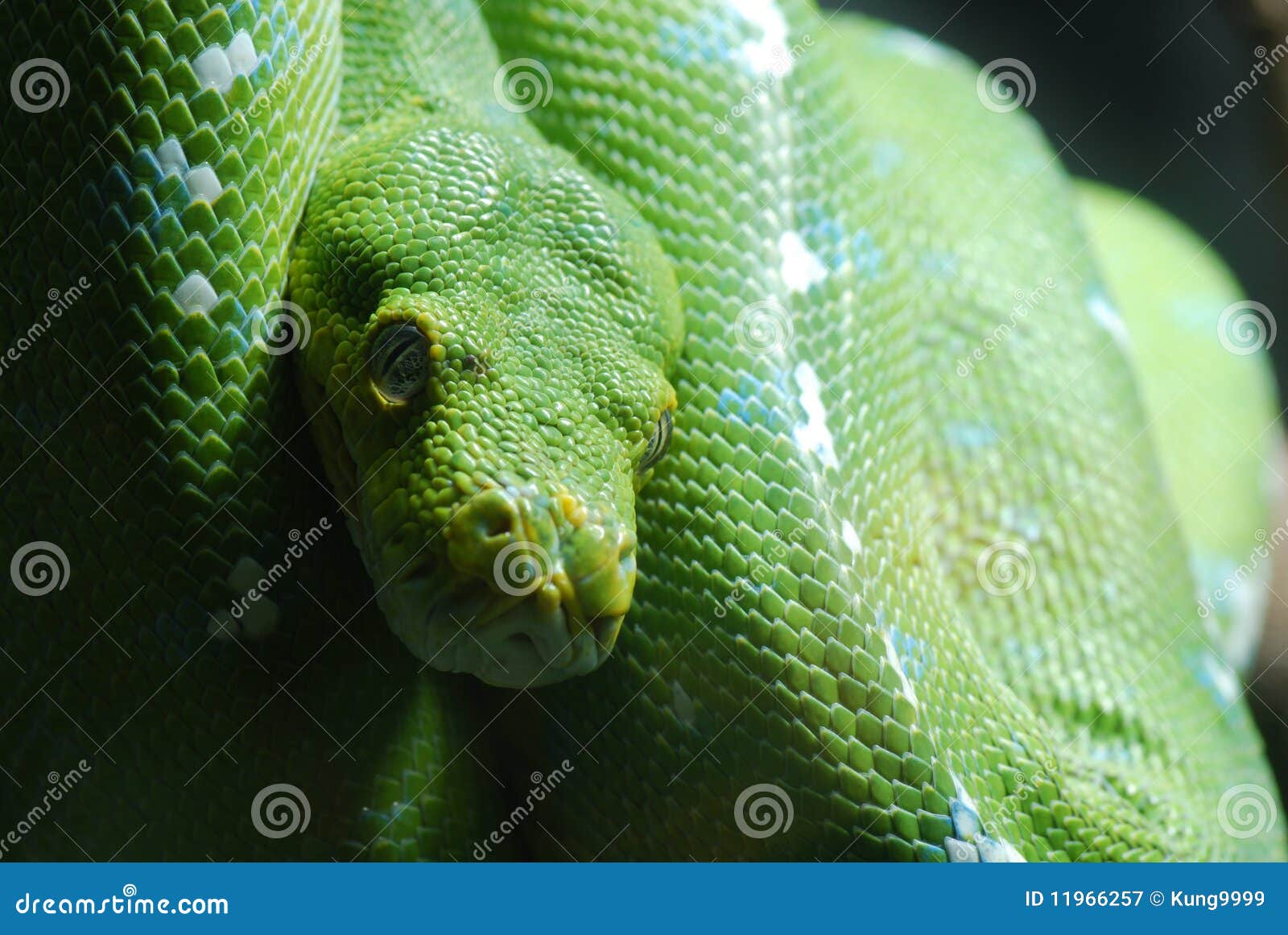 Groene Slang stock afbeelding. Image of ongedierte, beet - 11966257