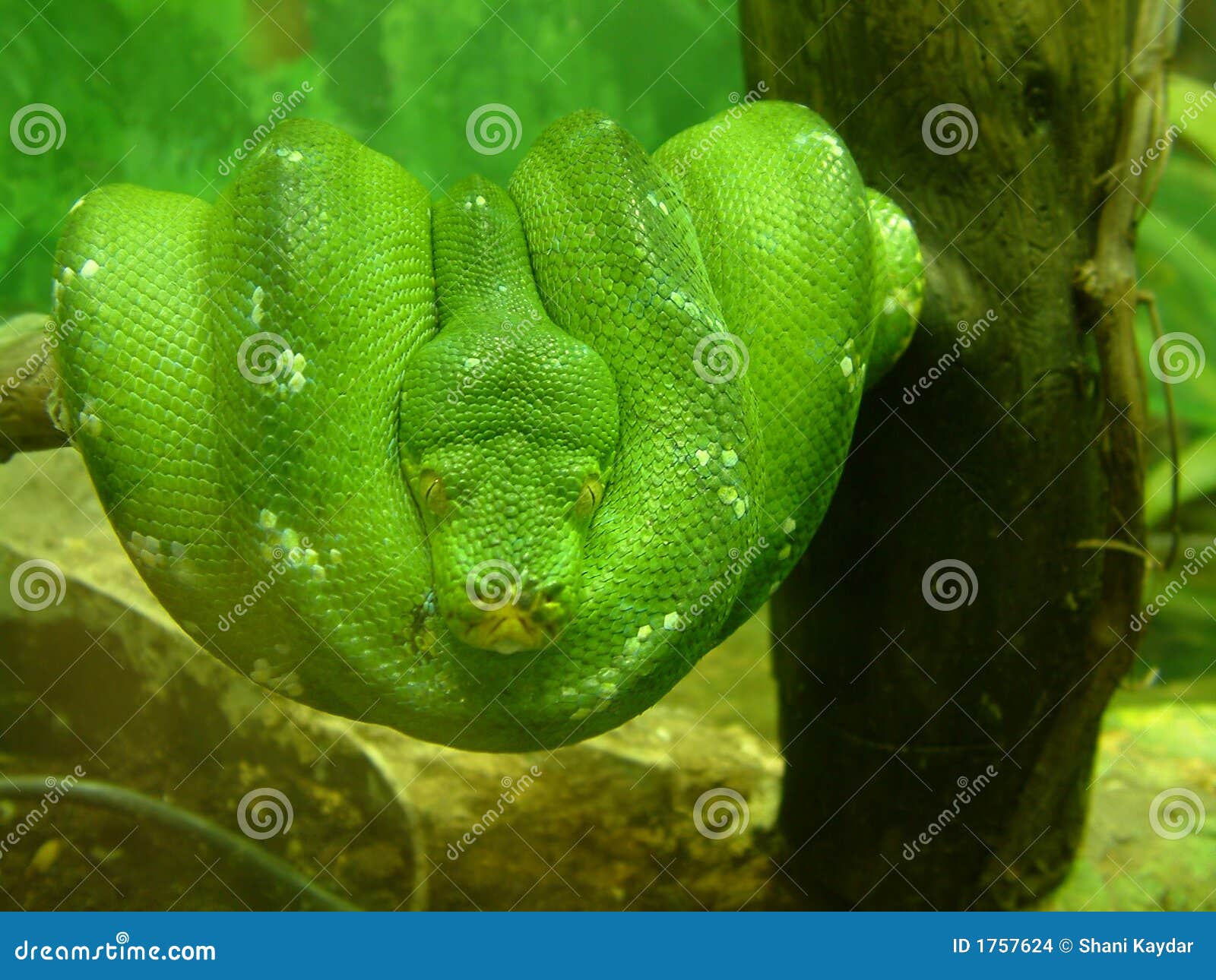 Groene slang stock foto. Image of huid, dierentuin, grappig - 1757624